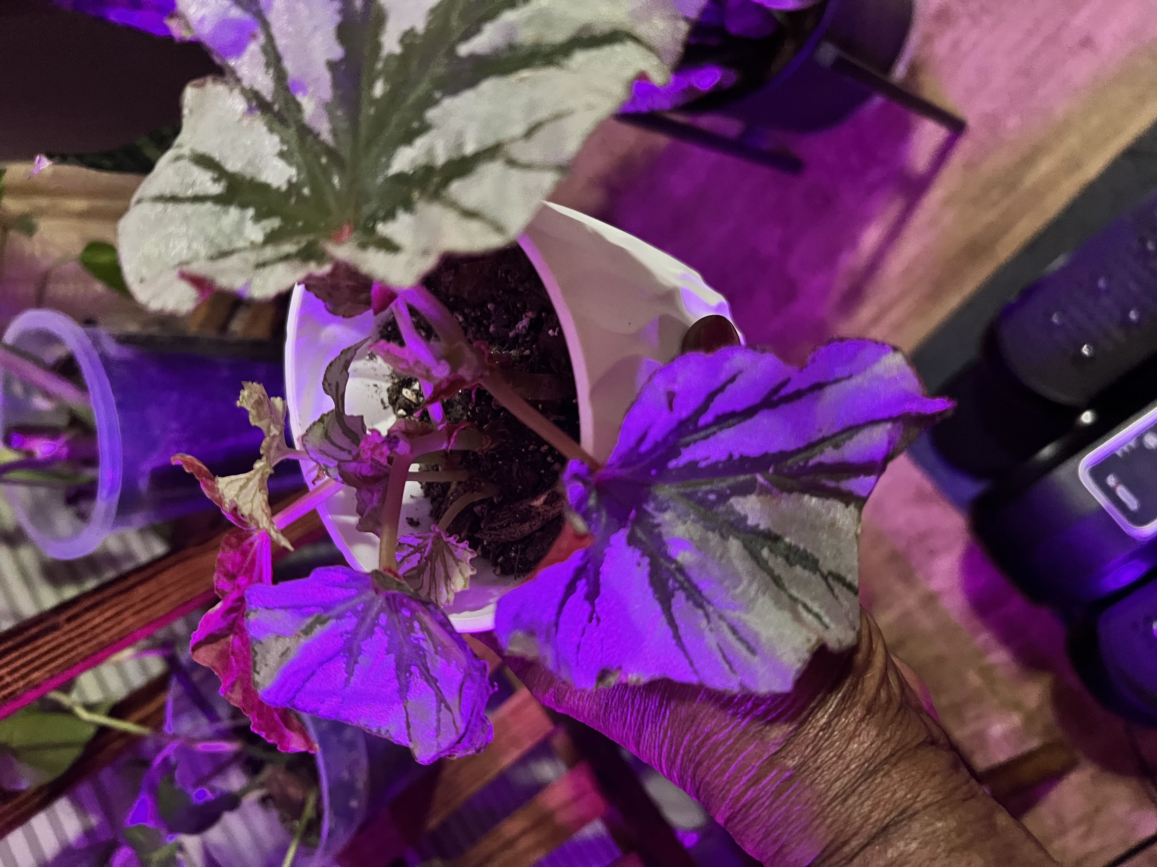 Sad Rex Begonia 😢