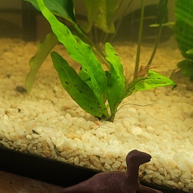Asian Water Fern Care 101: Water, Light & Growing Tips