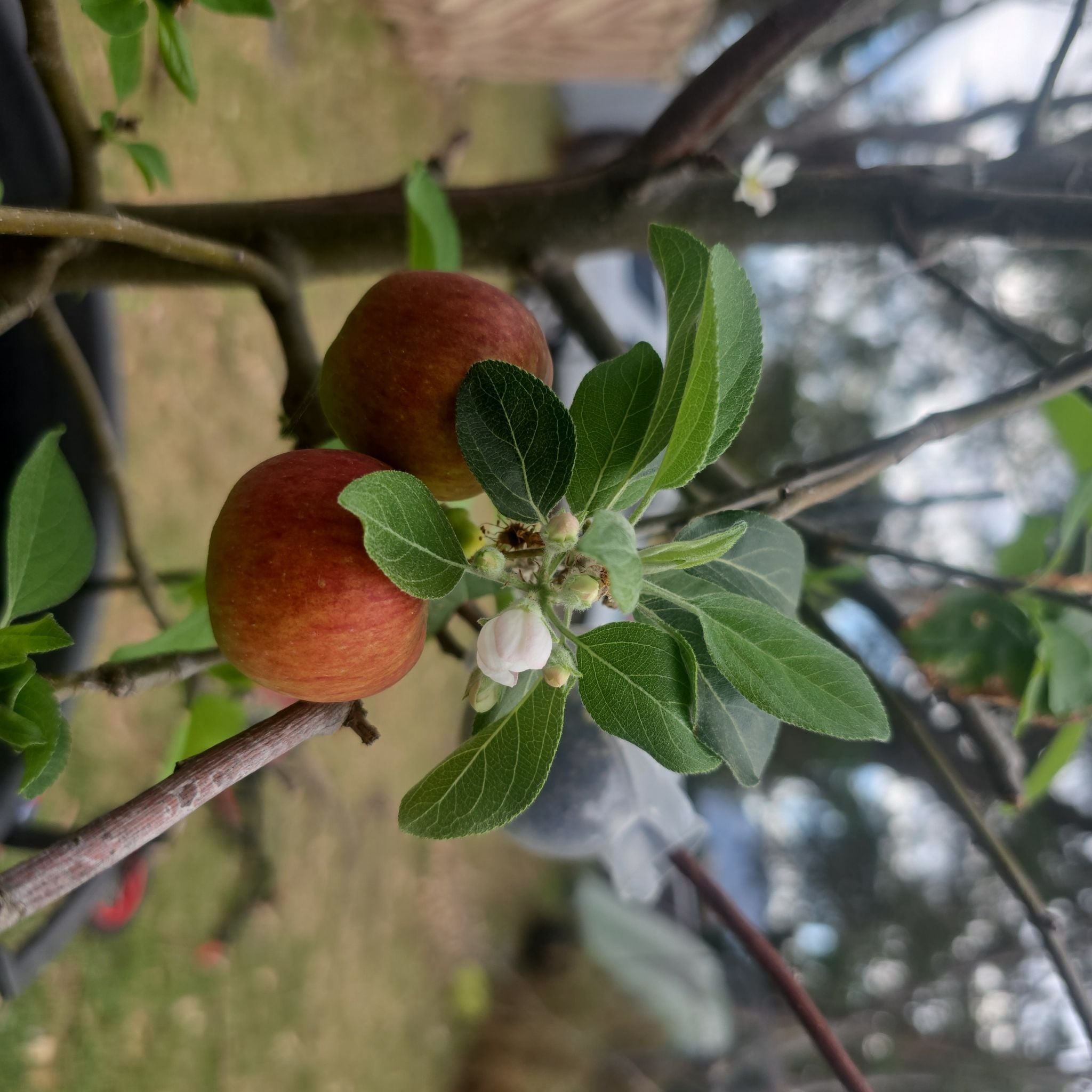 Pixie Apple Plant Care: Water, Light, Nutrients | Greg App 🌱