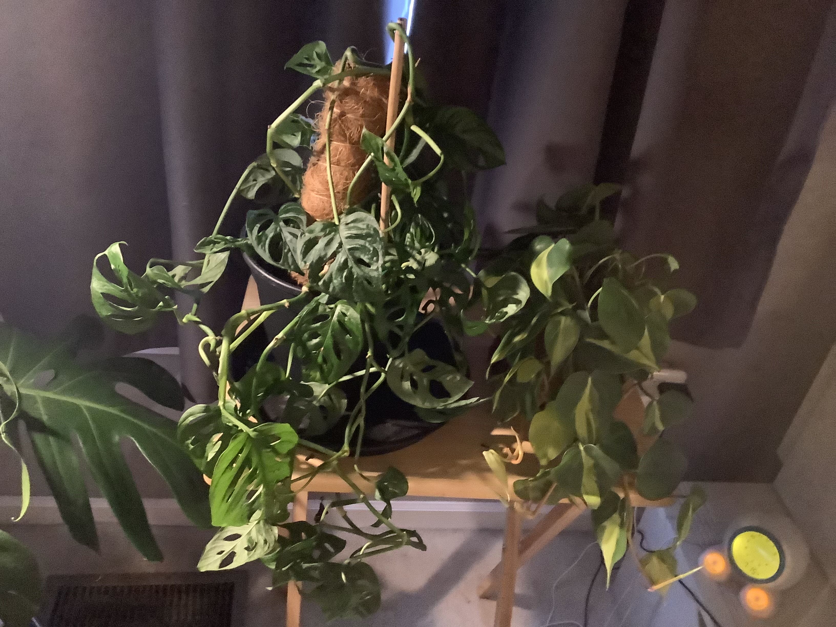 How to Care for Rudolph Philodendron: Mastering Water, Sunlight & More