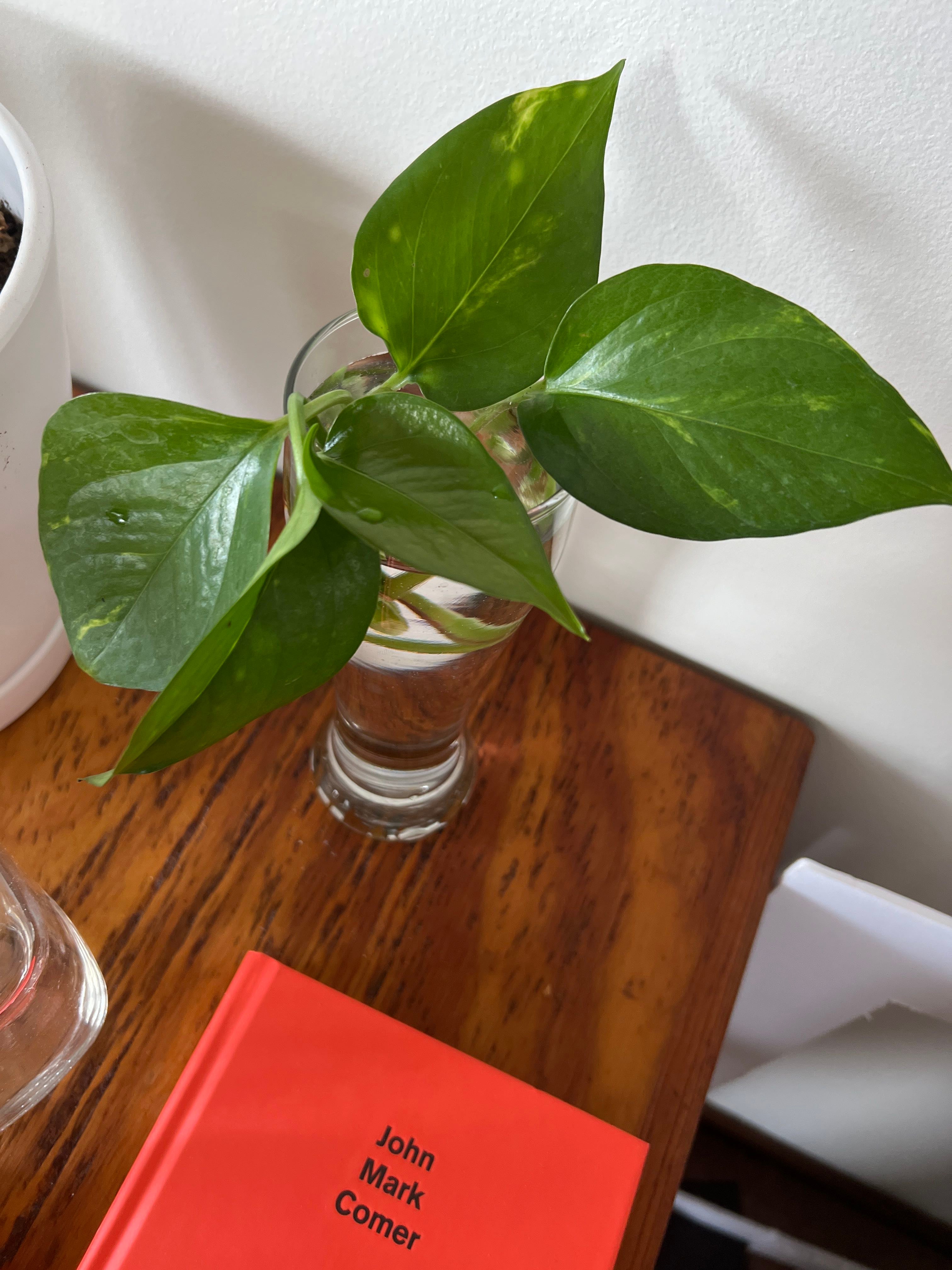 🚀 Key Stages in the Life of a Apollo Plant