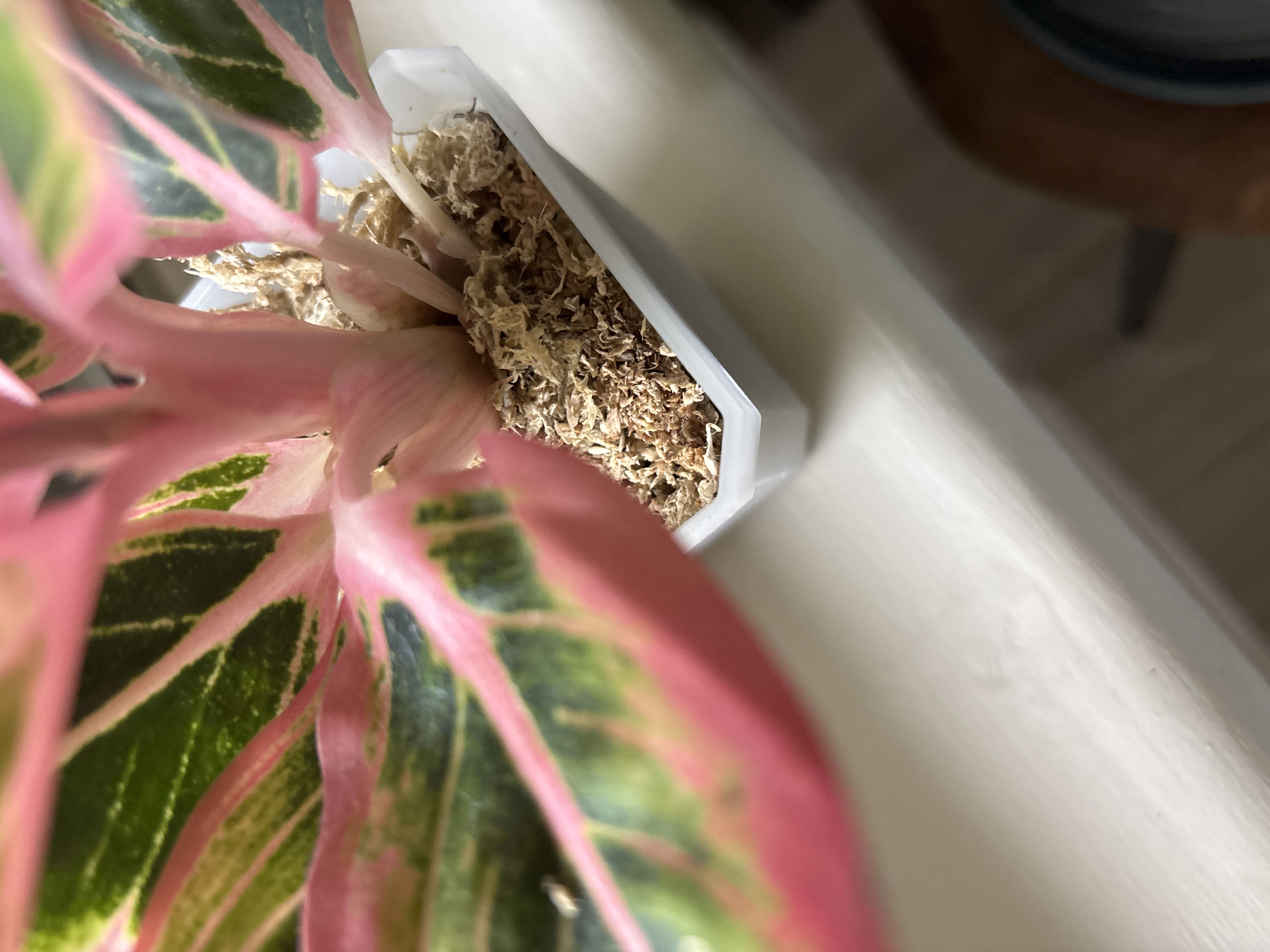 Red Siam Aurora Aglaonema: How Much Water & Light Does it Need to Thrive?