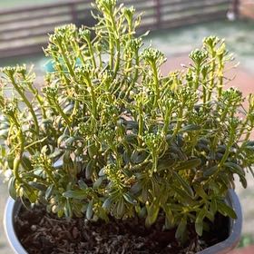 The Complete Candytuft 'Tuff Candy' Plant Care Guide: Water, Light & Beyond