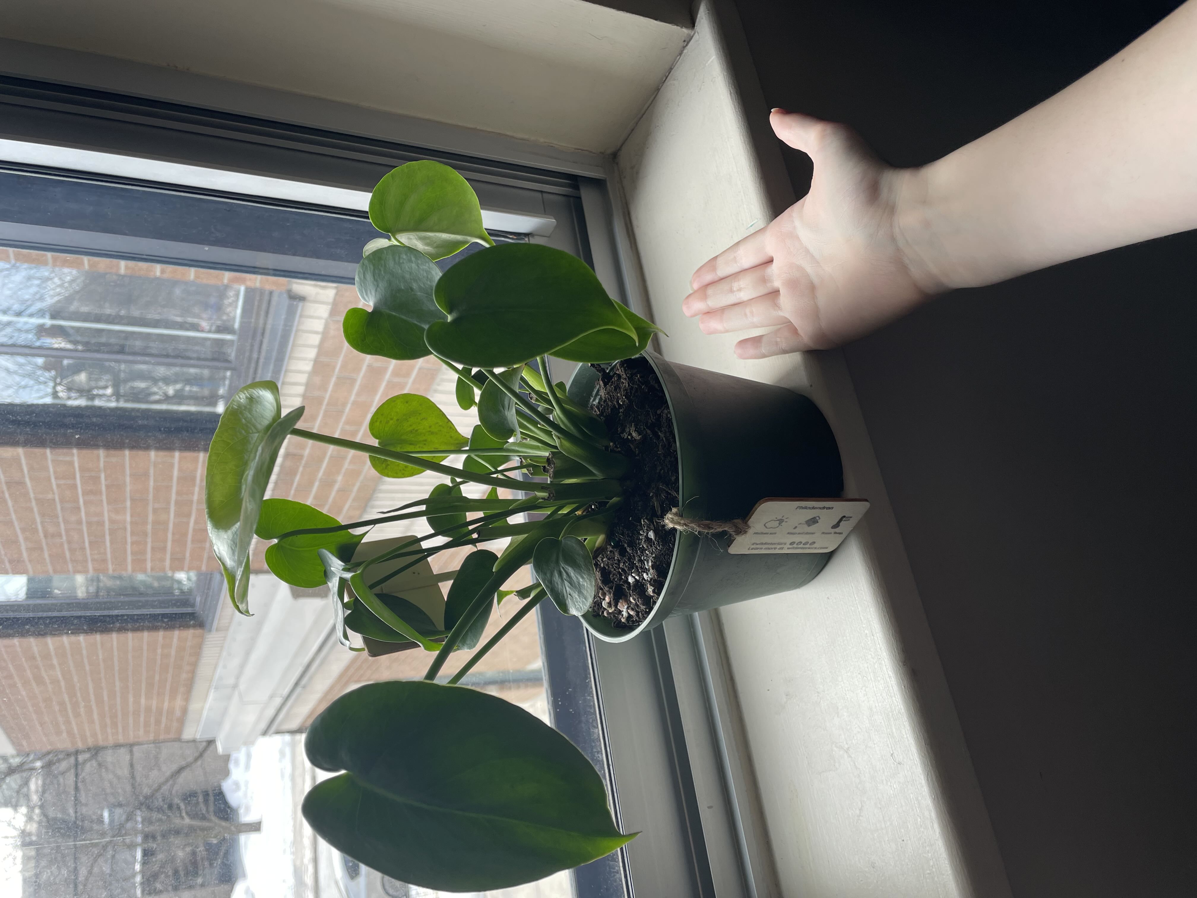 Step-by-Step Guide to Growing Monstera Outdoors