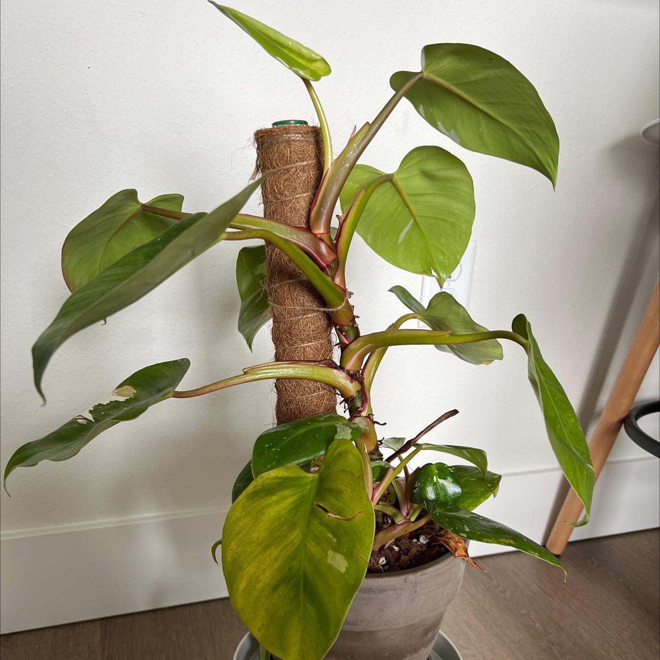 What Do I Do About philodendron 'white princess' root rot?