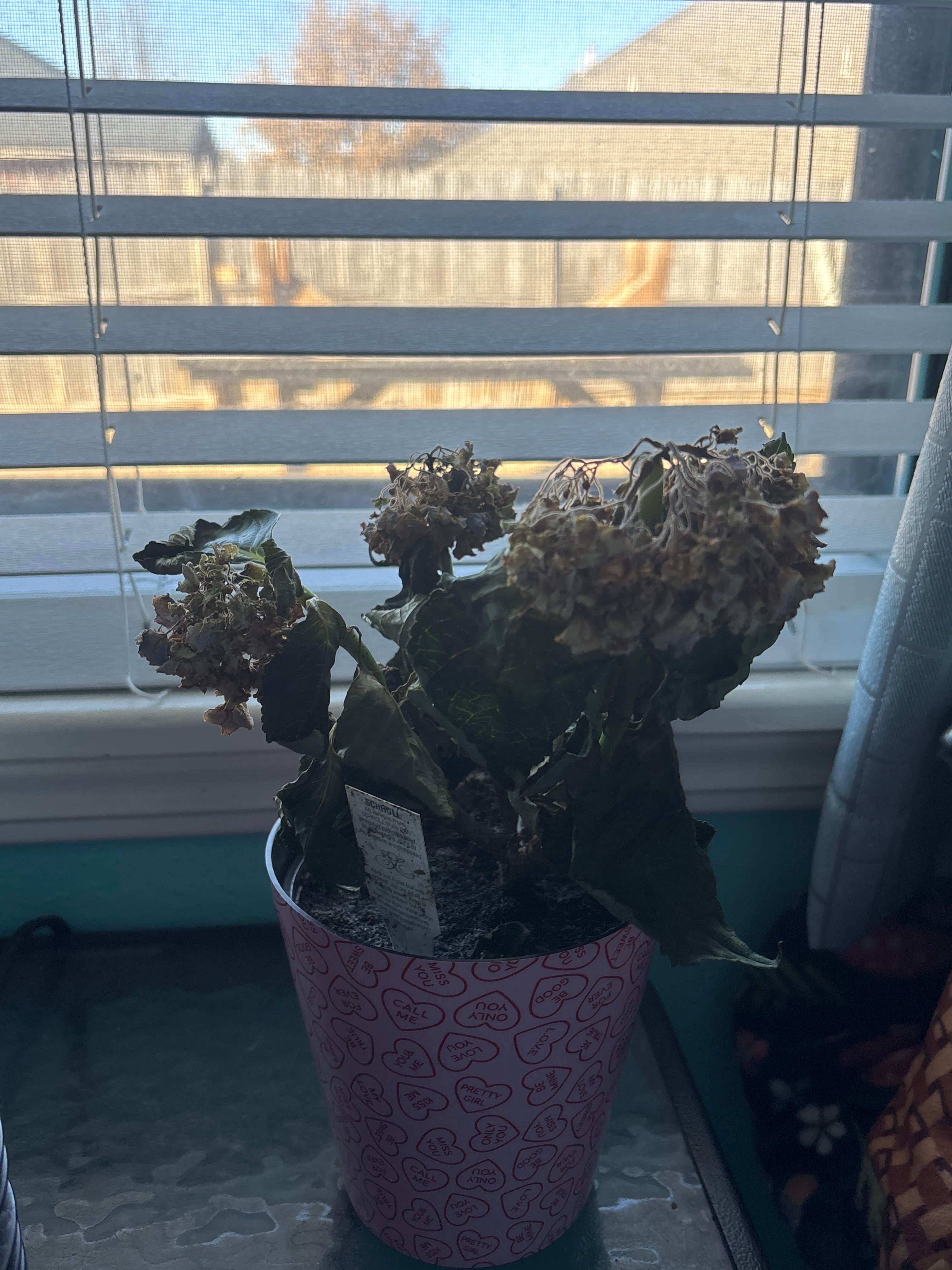 Miranda Hydrangea Explained: Key Information 🌸