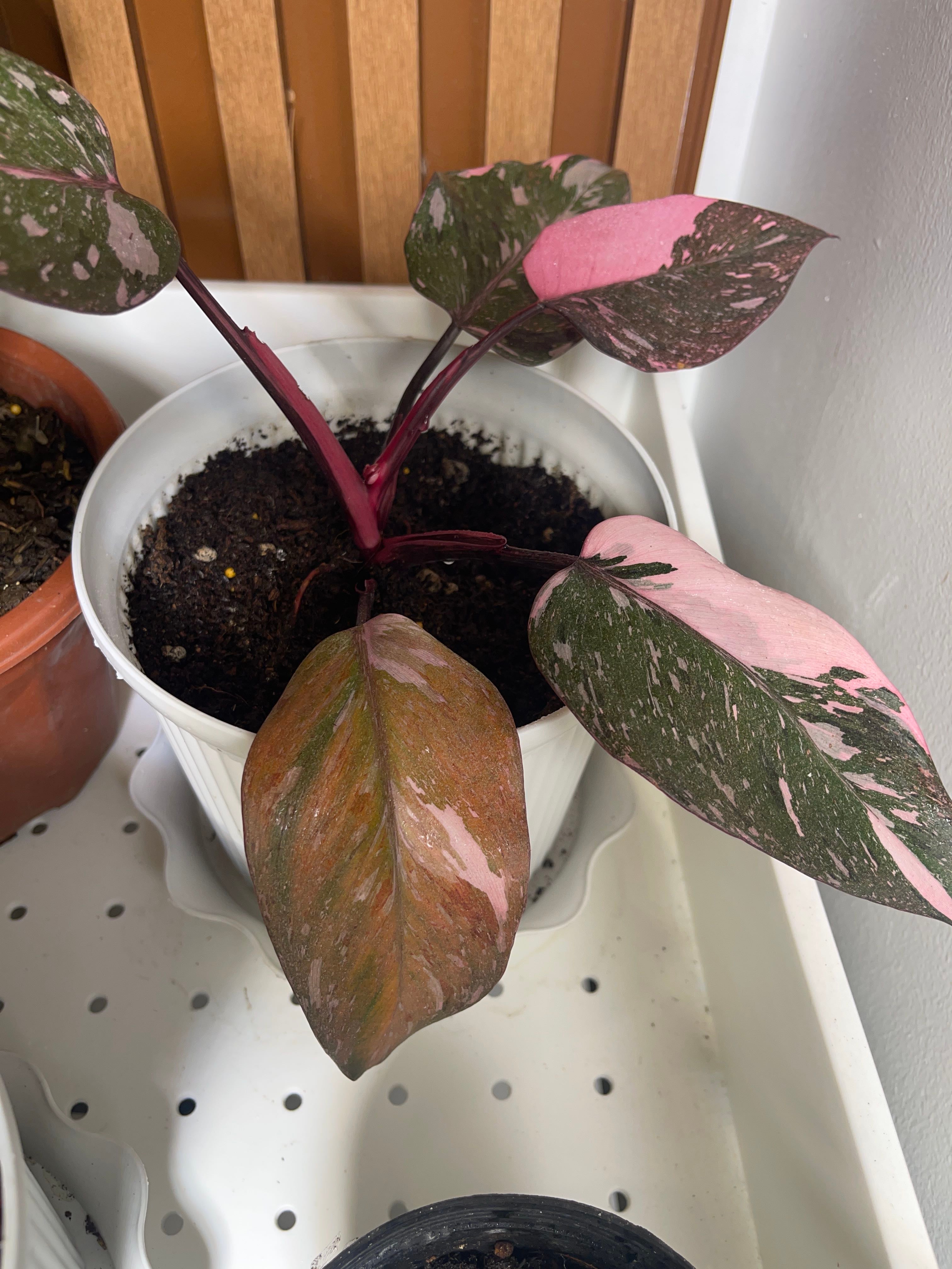 Ruby Philodendron: A Comprehensive Overview 💎