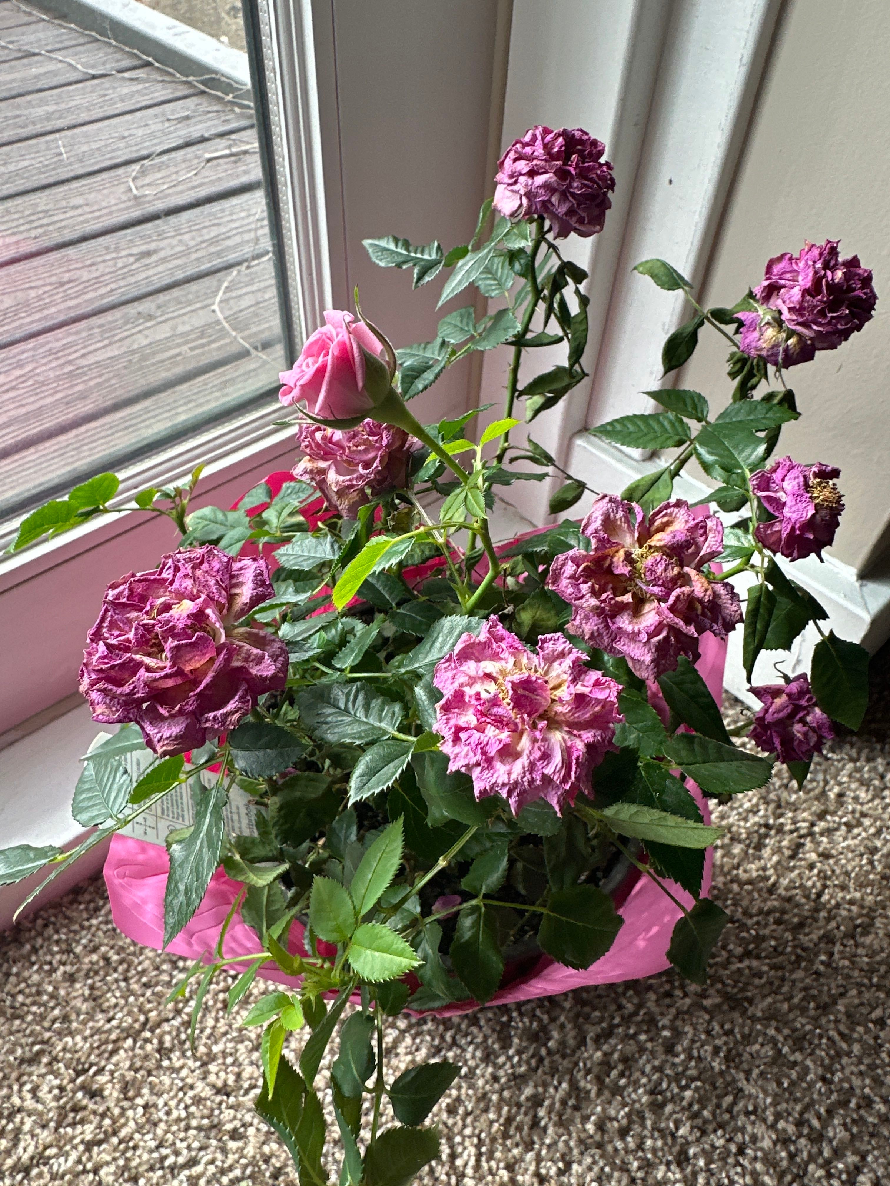 Miniature Kordana Rose Plant Care: Water, Light, Nutrients | Greg App 🌱