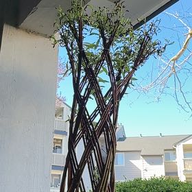 Keep Your braided willow Alive: Light, Water & Care Instructions