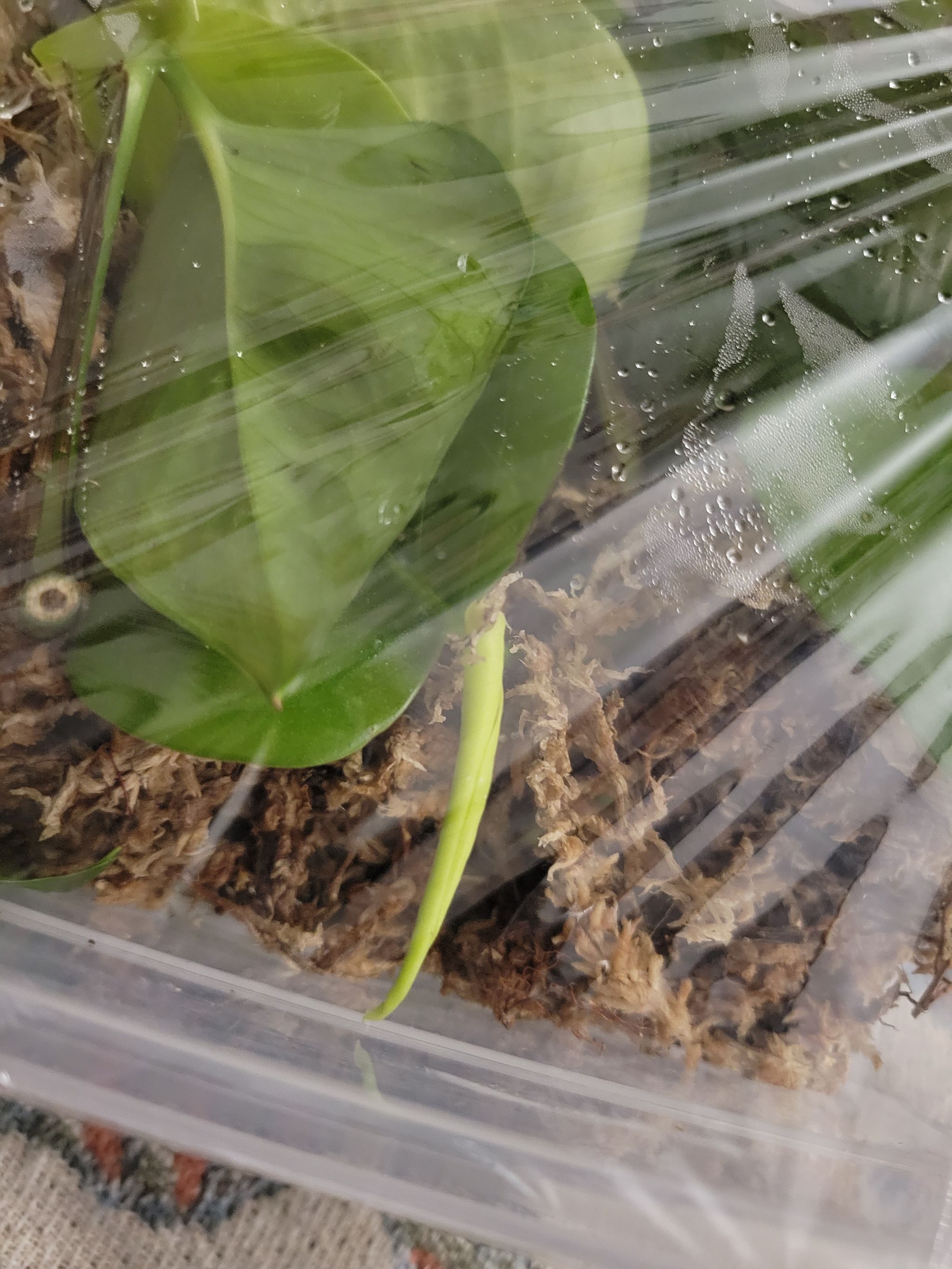 Golden Pothos Care 101: Water, Light & Growing Tips