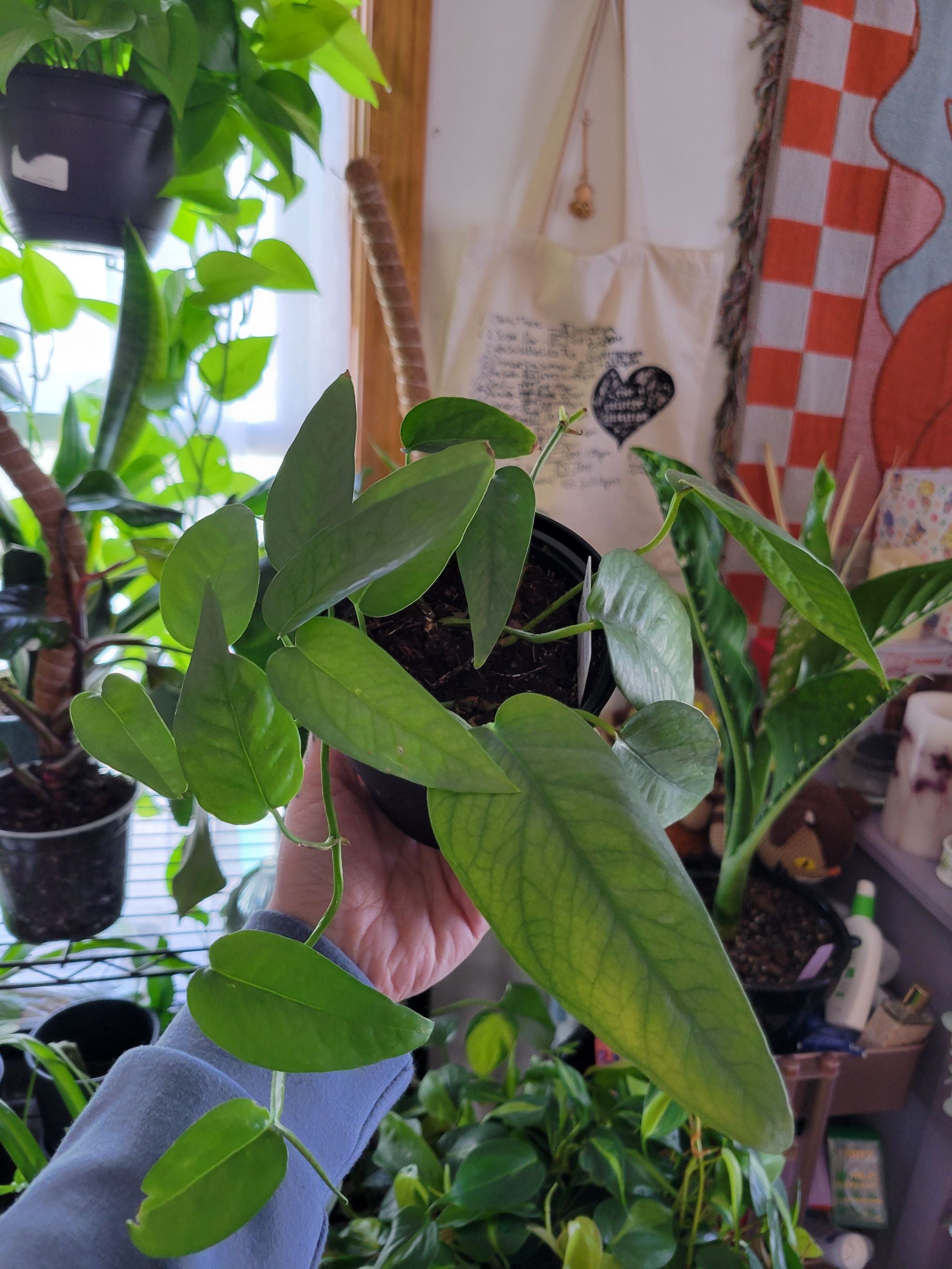 💡 Ultimate Guide to Solving Schefflera Problems