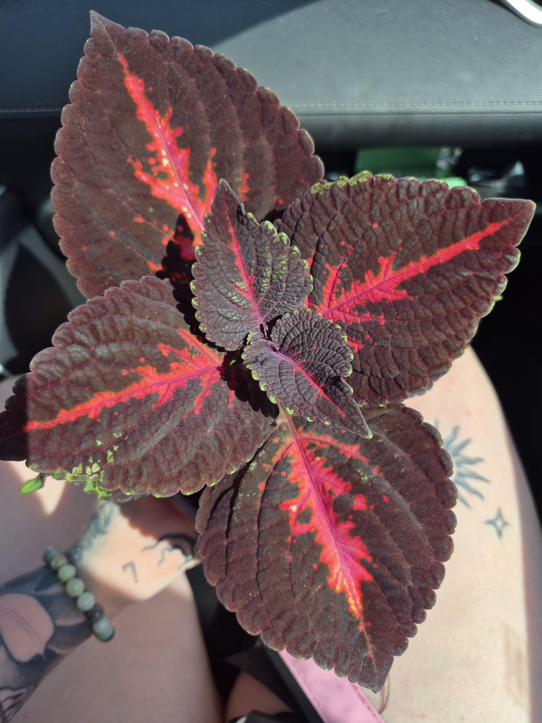 Why Are There Brown Spots on My Coleus hadiensis?