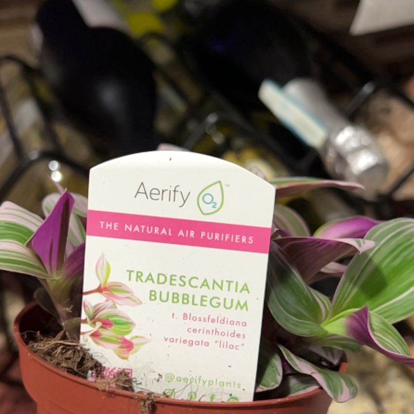 (smooth form) - 'Lilac' Plant Care: Water, Light, Nutrients | Greg App 🌱