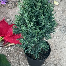 European Cypress Care 101: Water, Light & Growing Tips