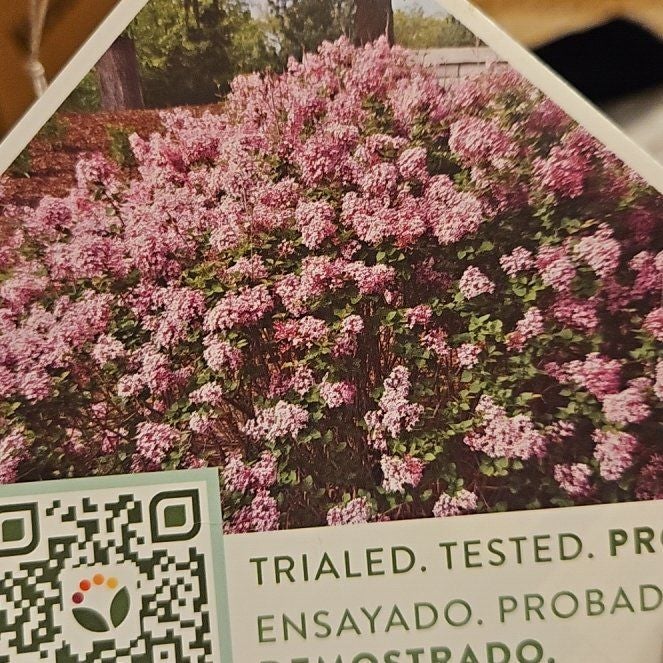 Bloomerang lilac Plant Care: Water, Light, Nutrients | Greg App 🌱