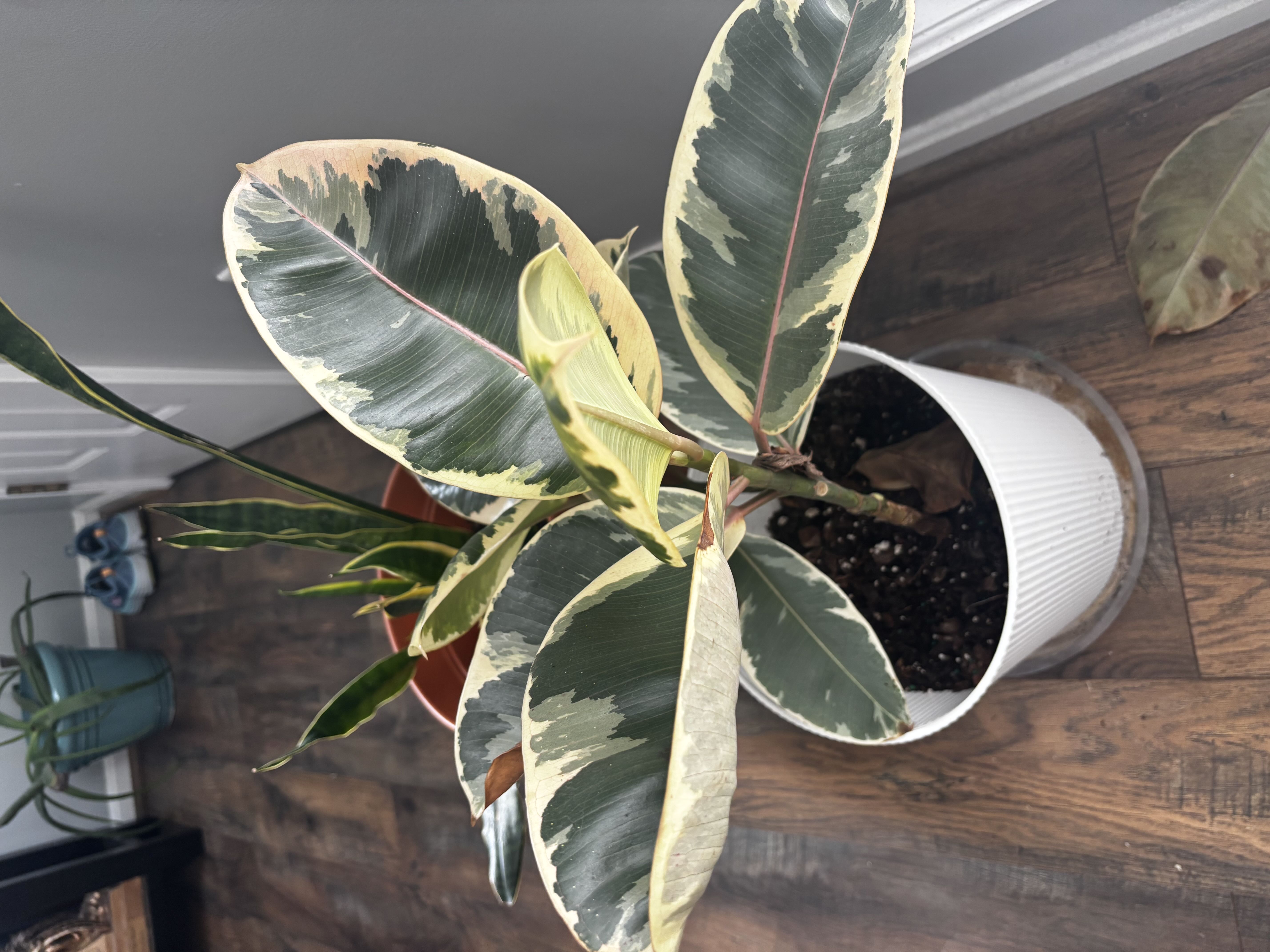 How to Care for Panda Ficus: Mastering Water, Sunlight & More