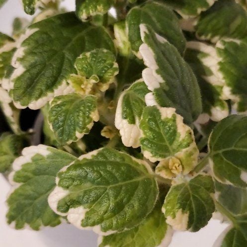 Plectranthus variegata Plant Care: Water, Light, Nutrients | Greg App 🌱