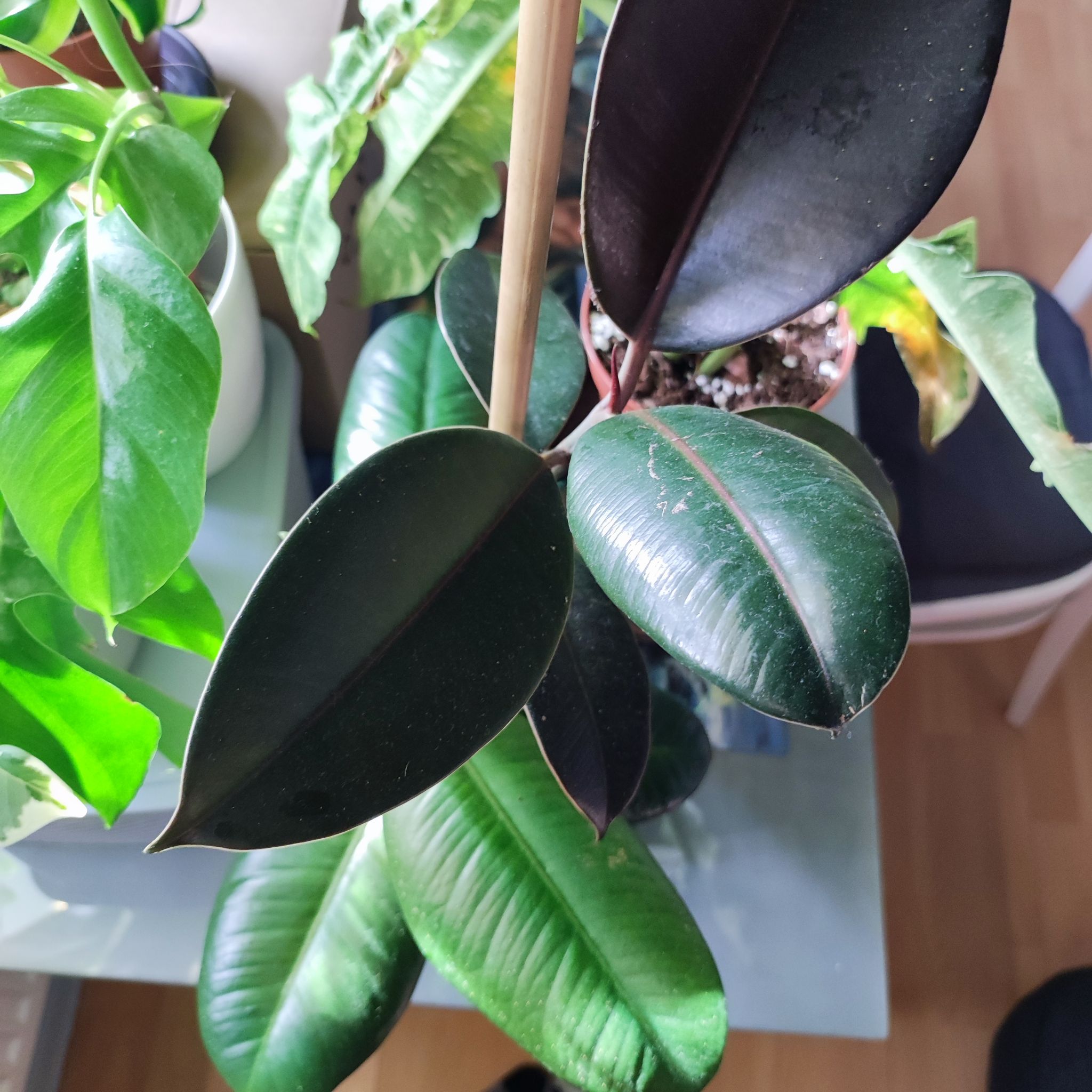Bruce Lee | A plant by @adeyysplants on Greg