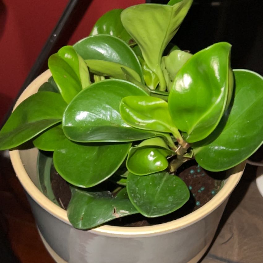 Peperomia Thailand Root Rot Solutions