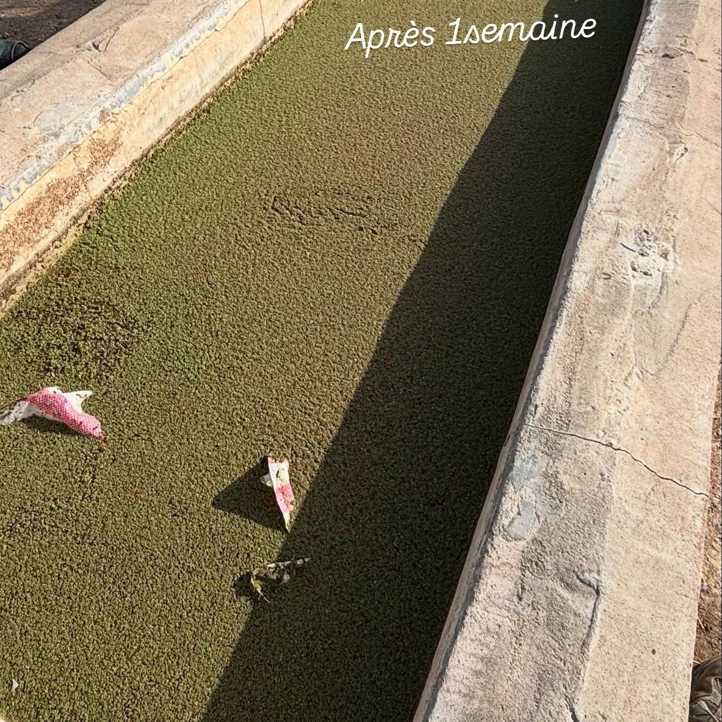 Azolla nilotica Care 101: Water, Light & Growing Tips