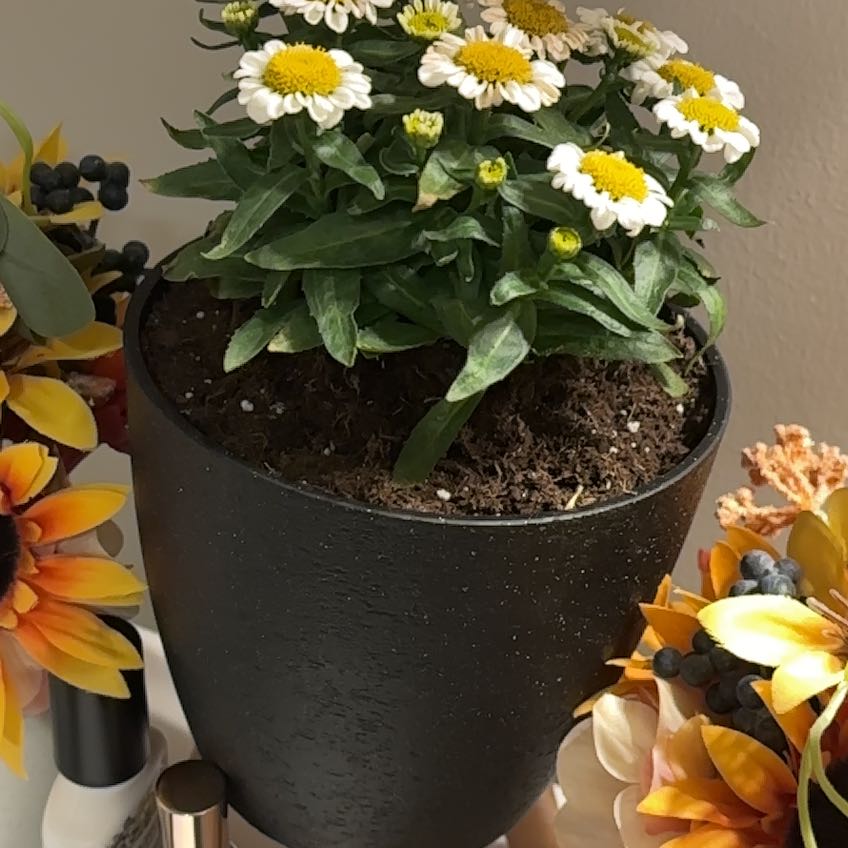 Sweet Daisy Shelly Leucanthemum Plant Care: Water, Light, Nutrients ...
