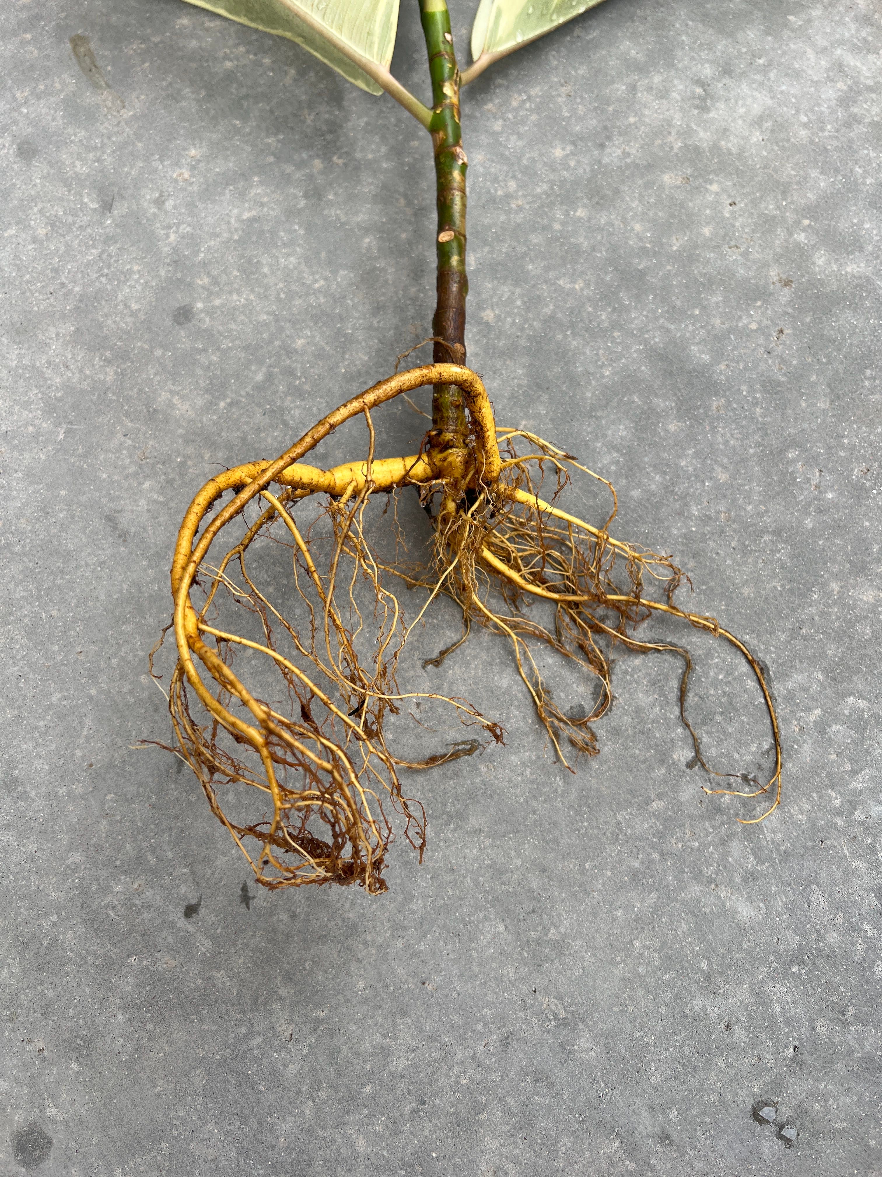 🌳 Ultimate Guide to Propagating Rubber Tree