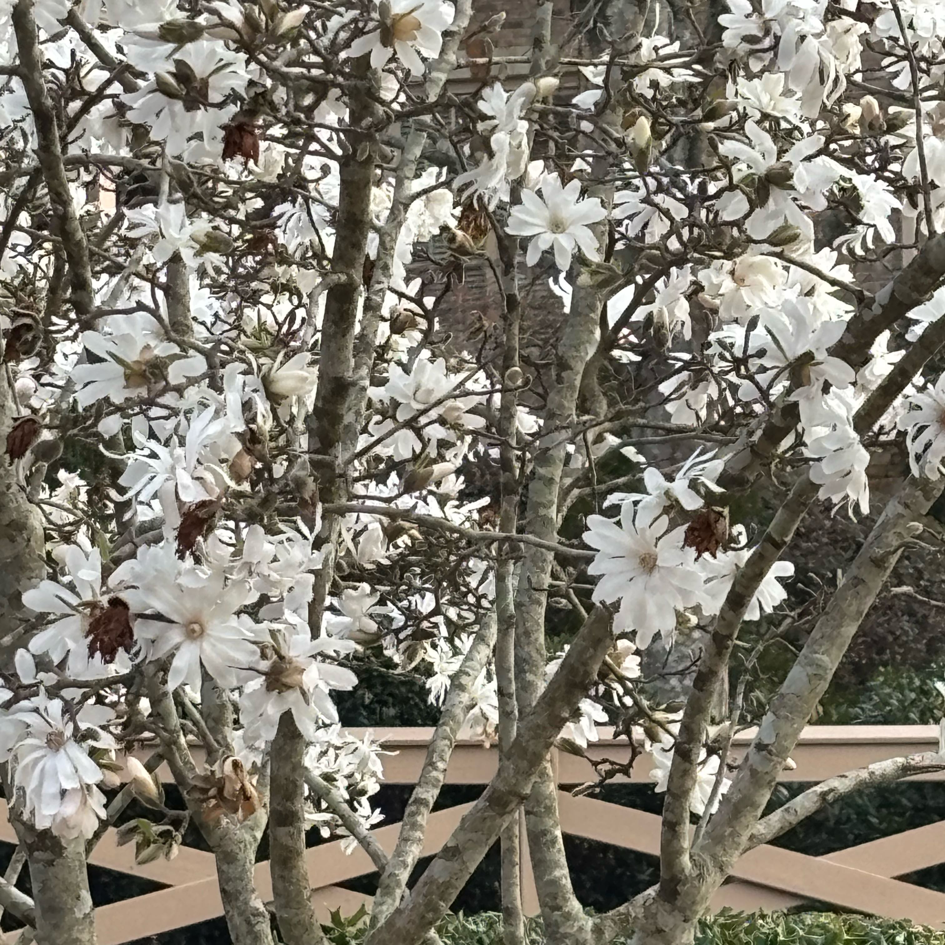 almond tree Care 101: Water, Light & Growing Tips