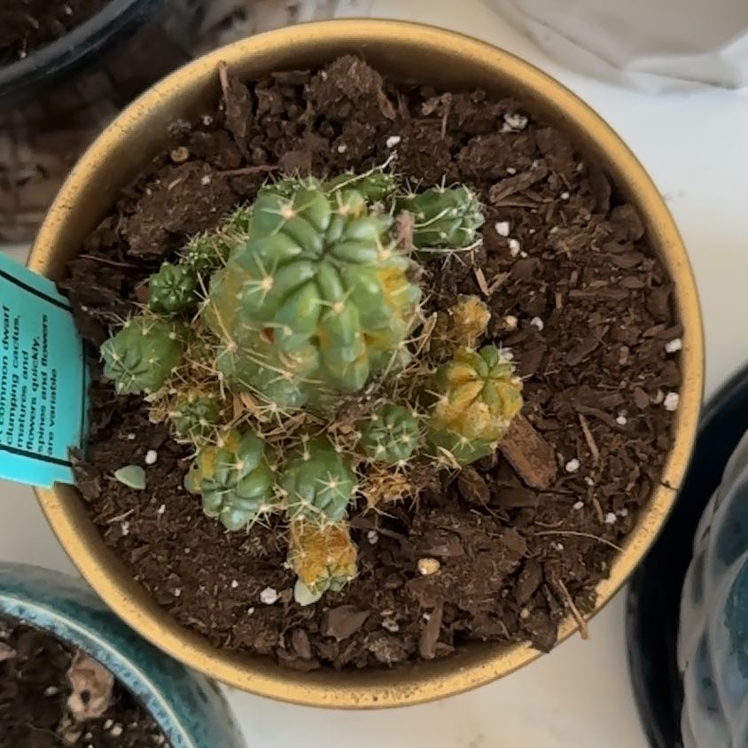 Clumping Cactus Plant Care: Water, Light, Nutrients | Greg App 🌱