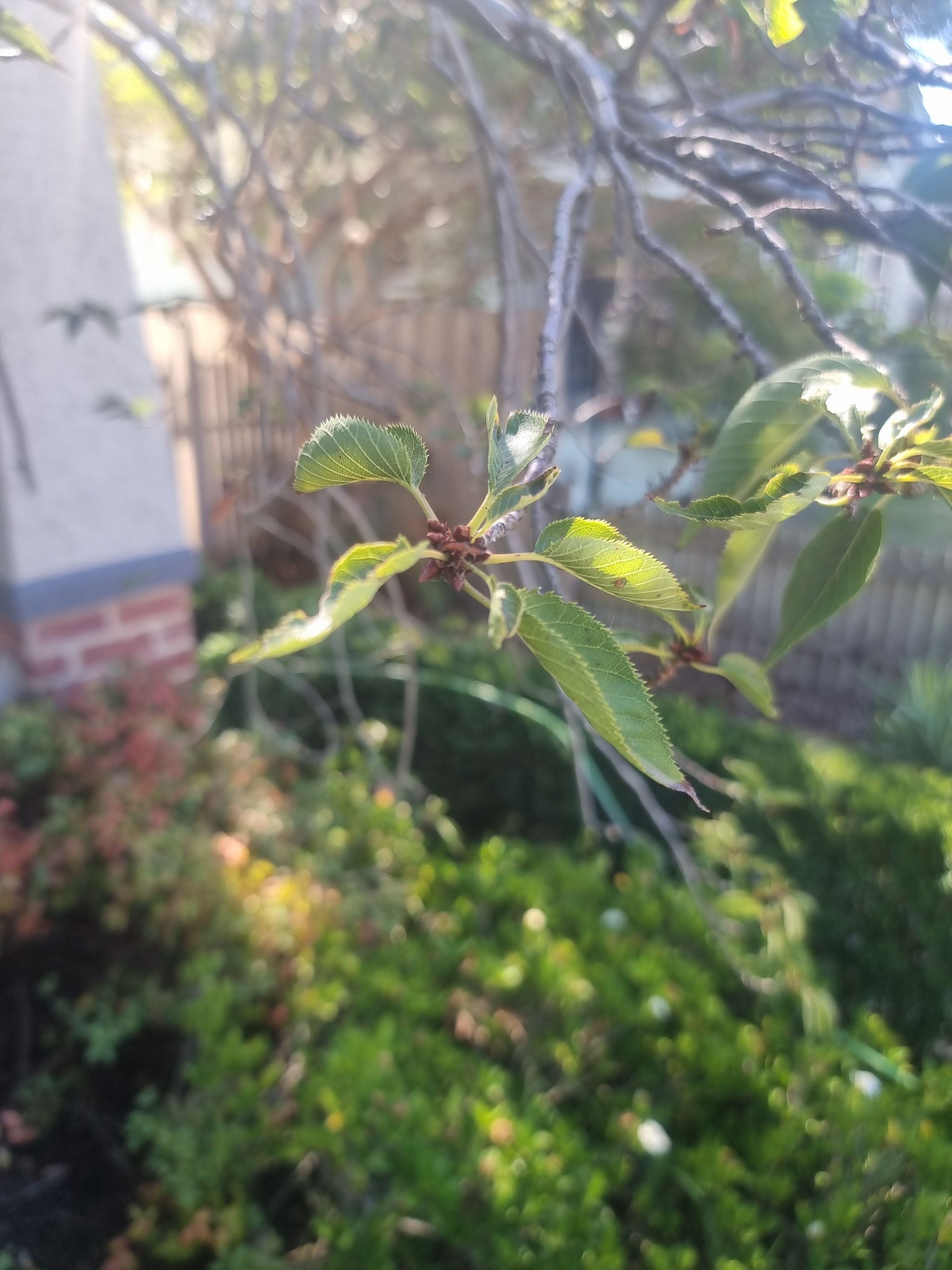 🍑 Propagating Plum Tree: The Ultimate Guide