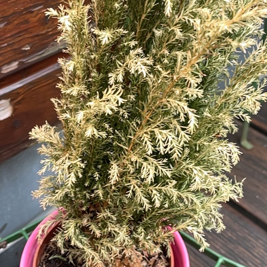 European Cypress Care 101: Water, Light & Growing Tips
