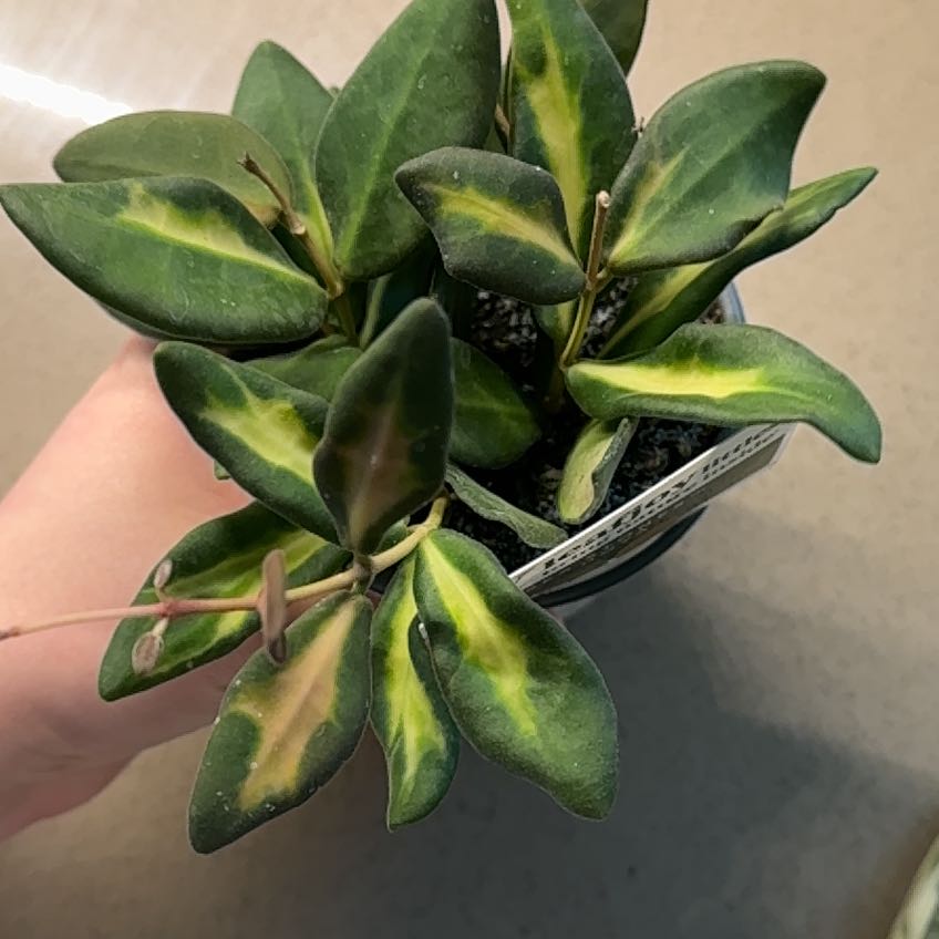 Sea stone hoya Care 101: Water, Light & Growing Tips