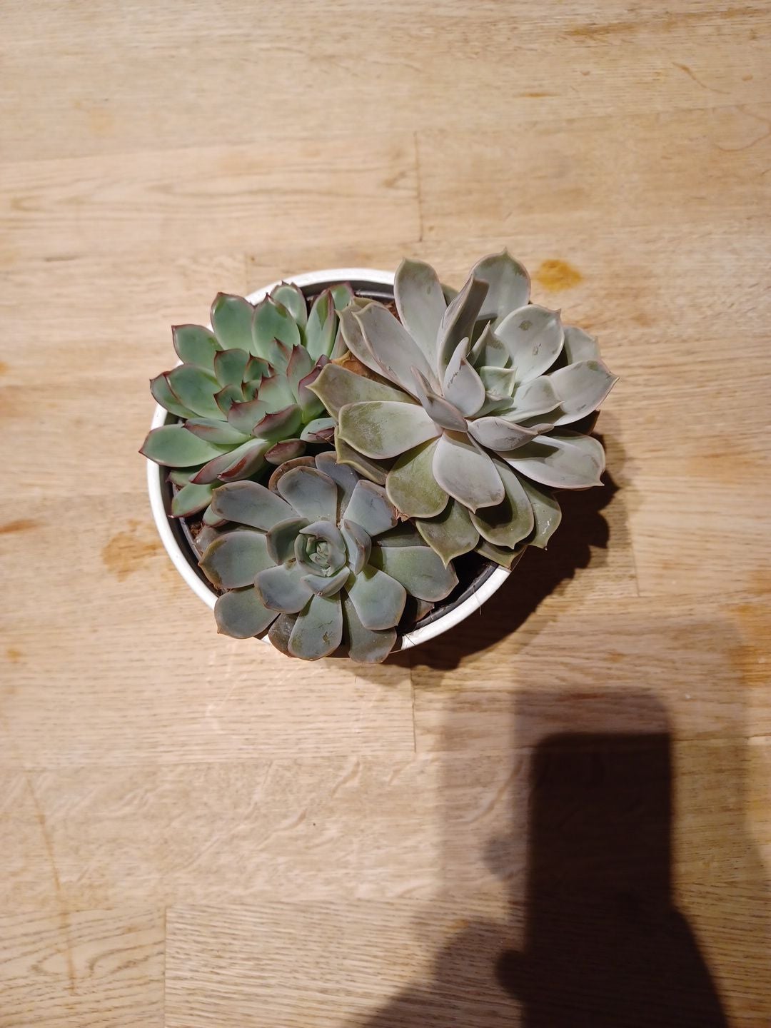 Echeveria Jessica Plant Care: Water, Light, Nutrients | Greg App 🌱
