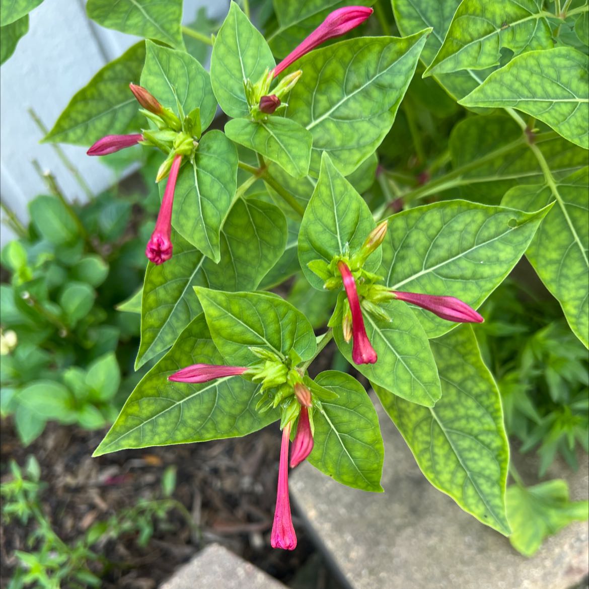 Propagating Marvel of Peru: The Ultimate Guide