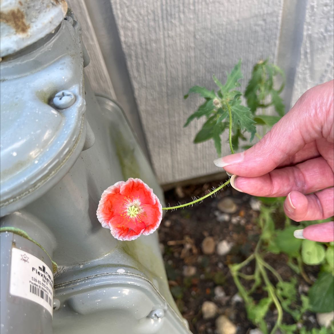 Why Are My Common Poppy Leaves Droopy? 💧