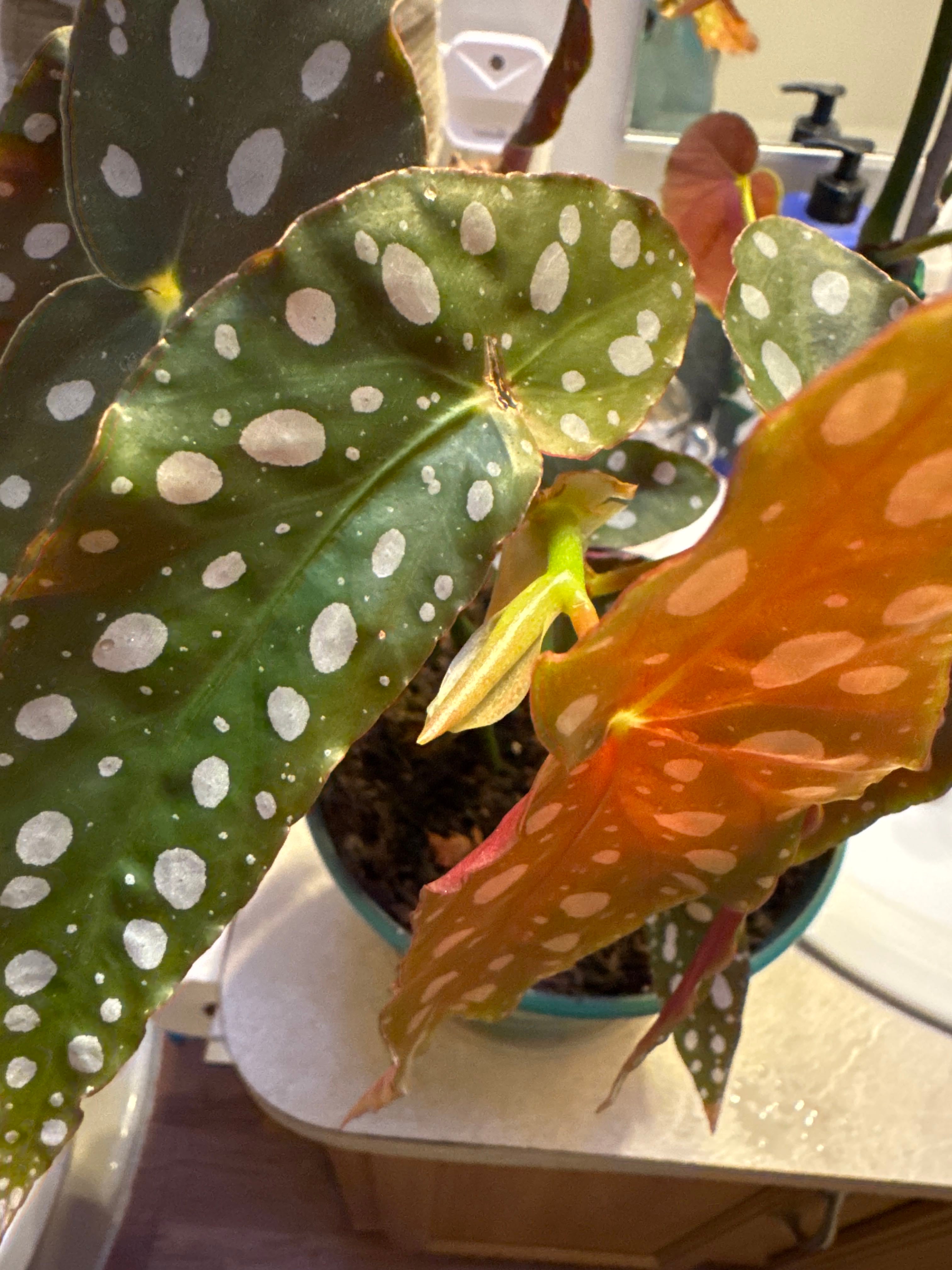 🌸 Common Begonia Problems and Solutions