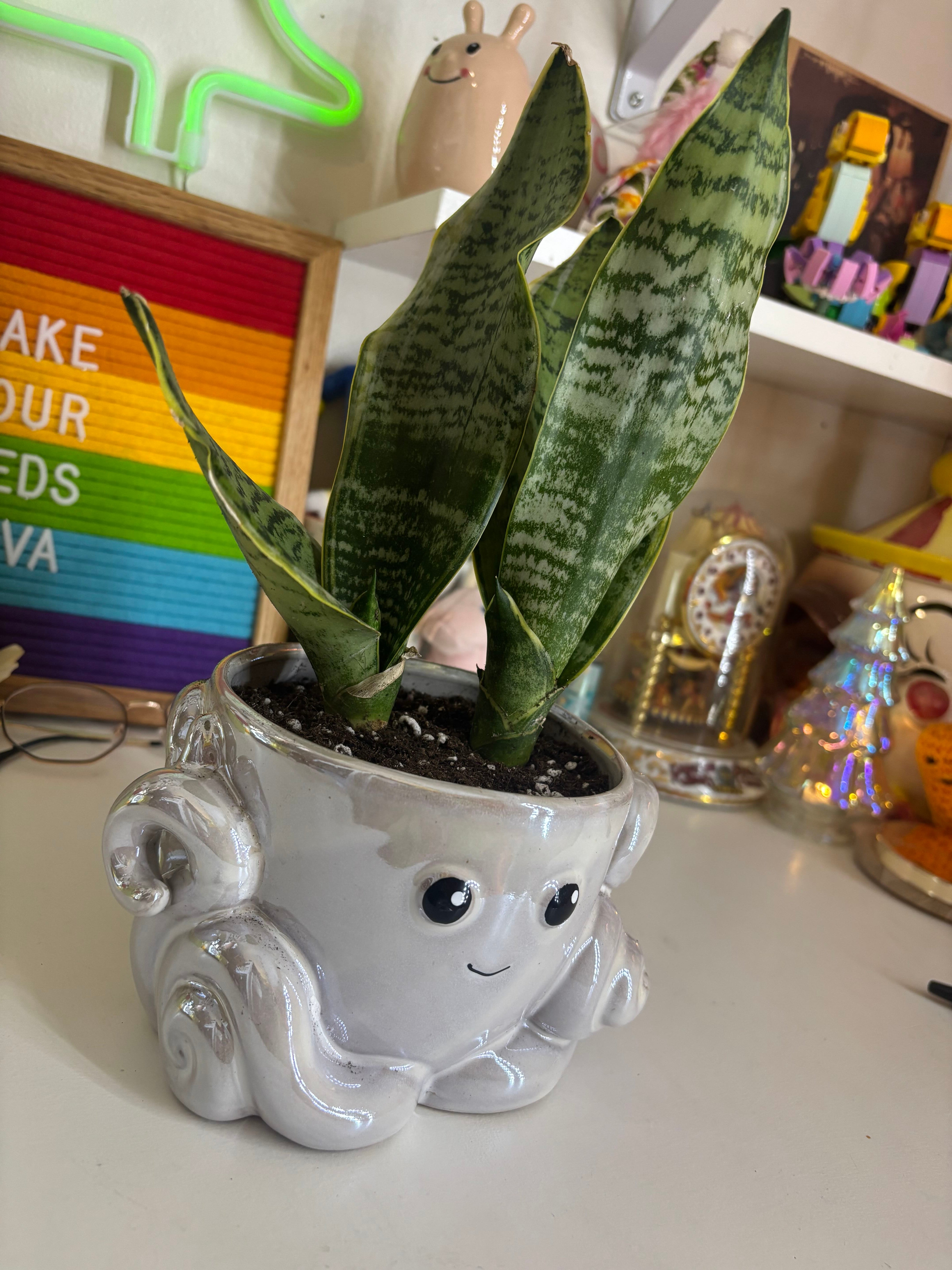 Growth Rate of Snake Plant