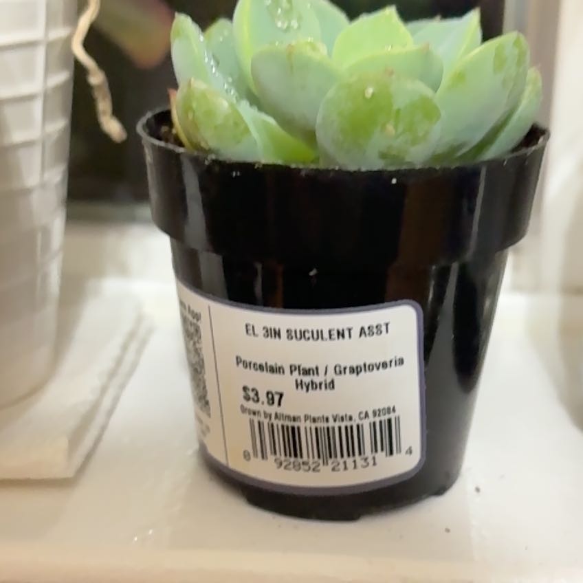 The Complete Porcelain Plant Plant Care Guide: Water, Light & Beyond