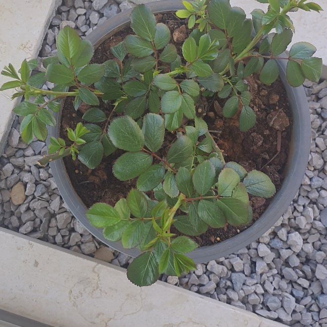 Baby Rose Plant Care: Water, Light, Nutrients | Greg App 🌱