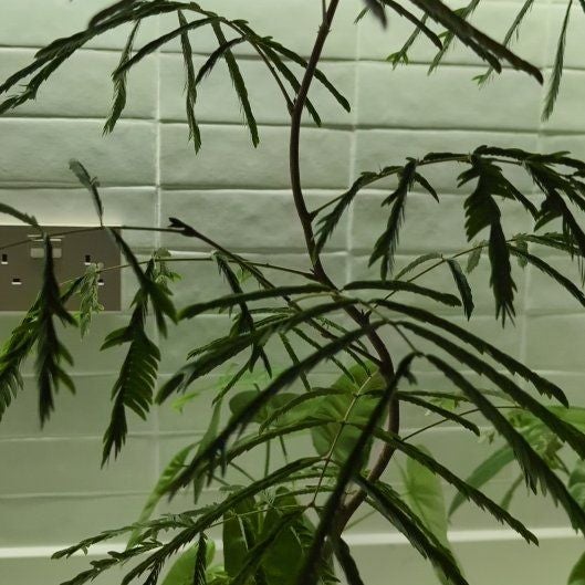 Japanese Everfresh Tree: How Much Water & Light Does it Need to Thrive?