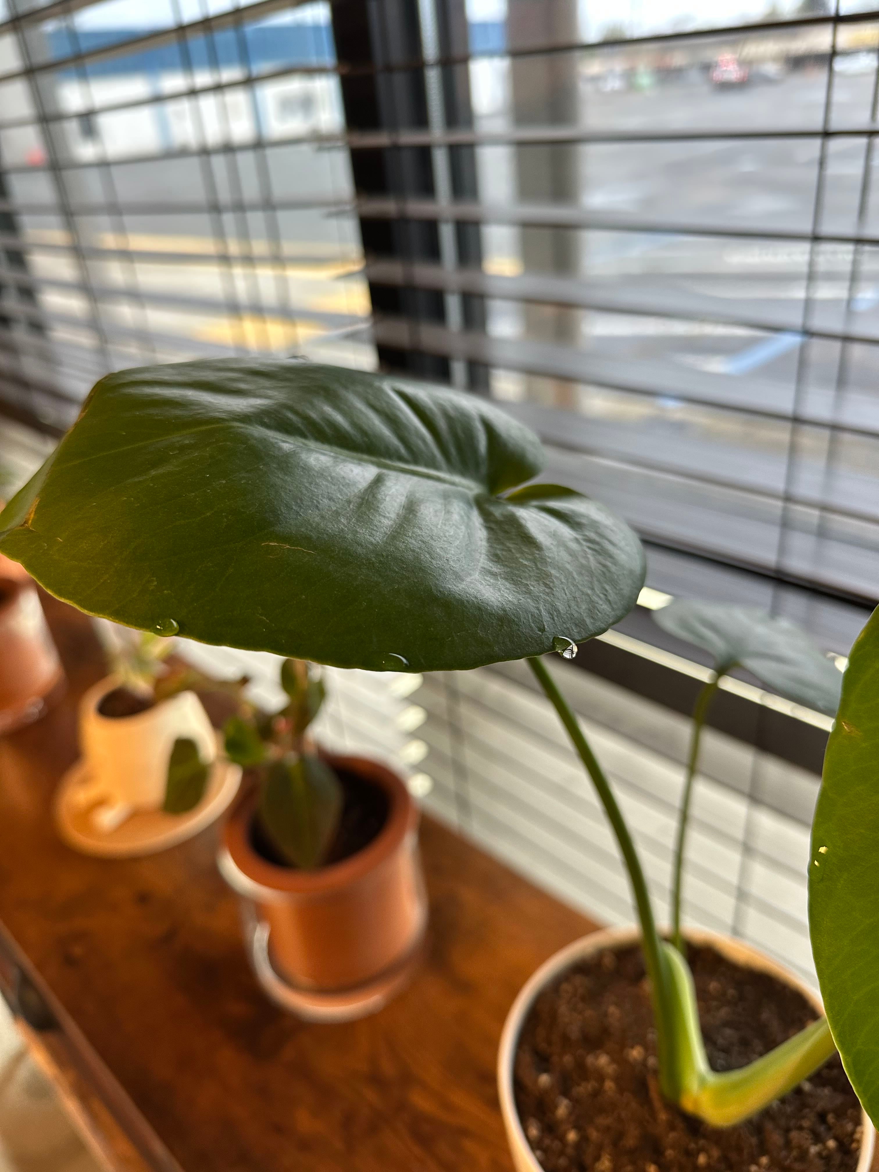 Step-by-Step Guide to Growing Monstera Outdoors