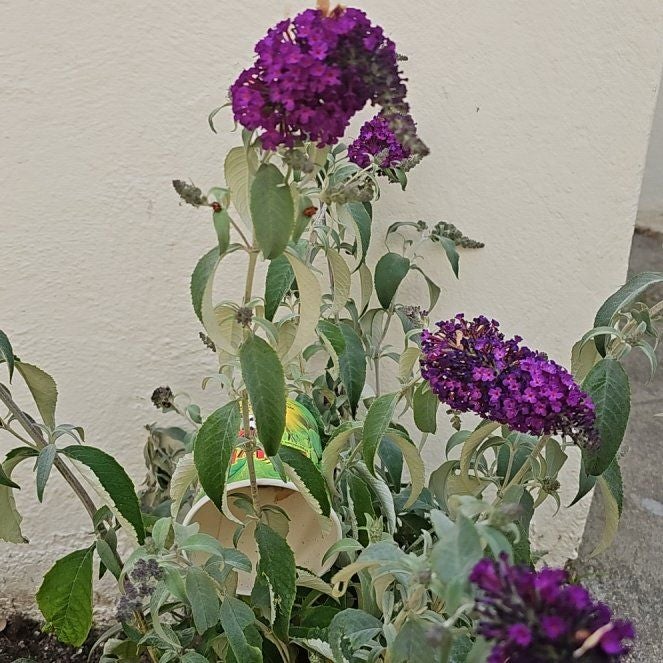 Buddleja 'Violet Cascade' Plant Care: Water, Light, Nutrients | Greg App 🌱