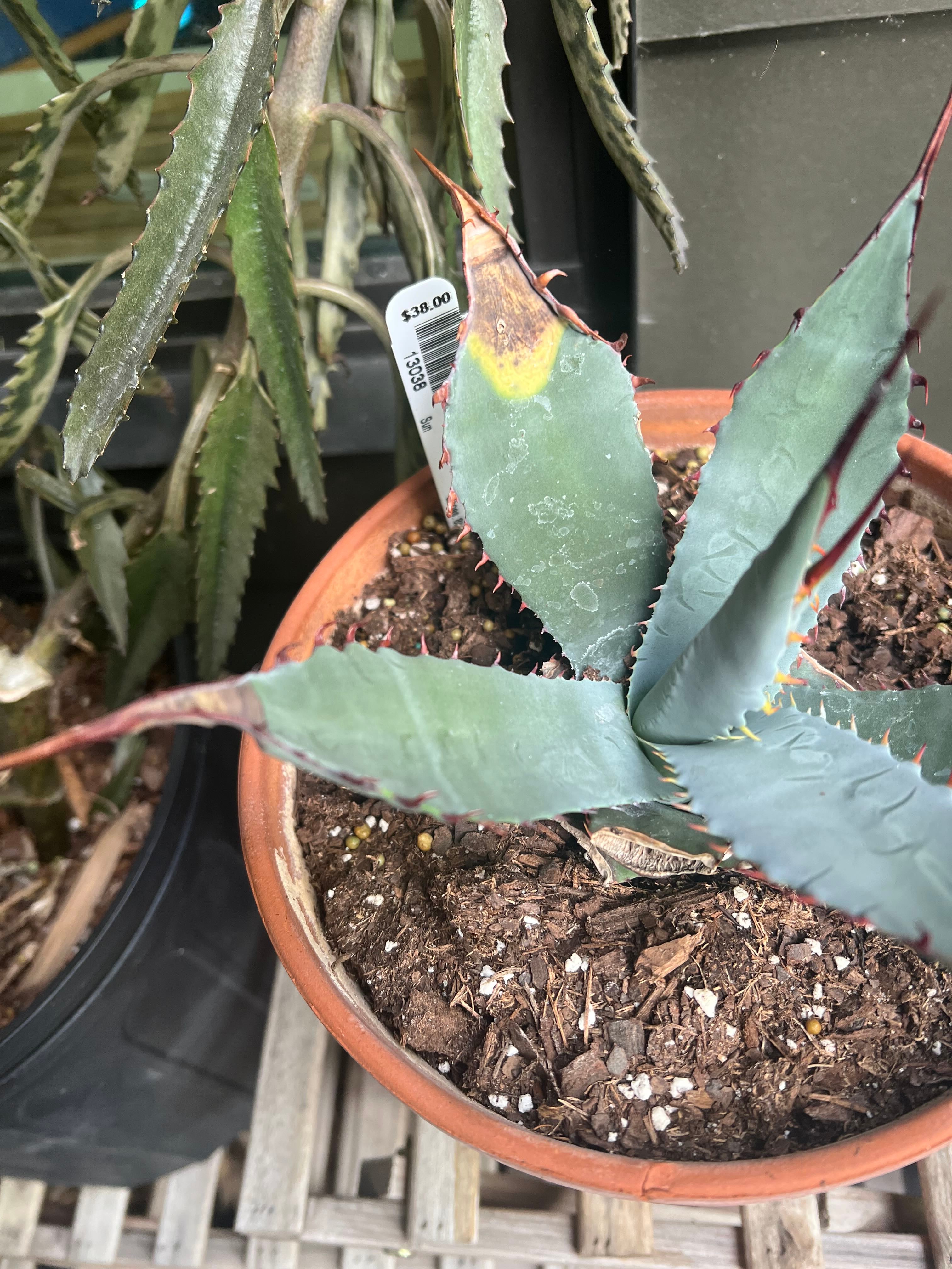 🌵 Key Stages in the Life of a Agave