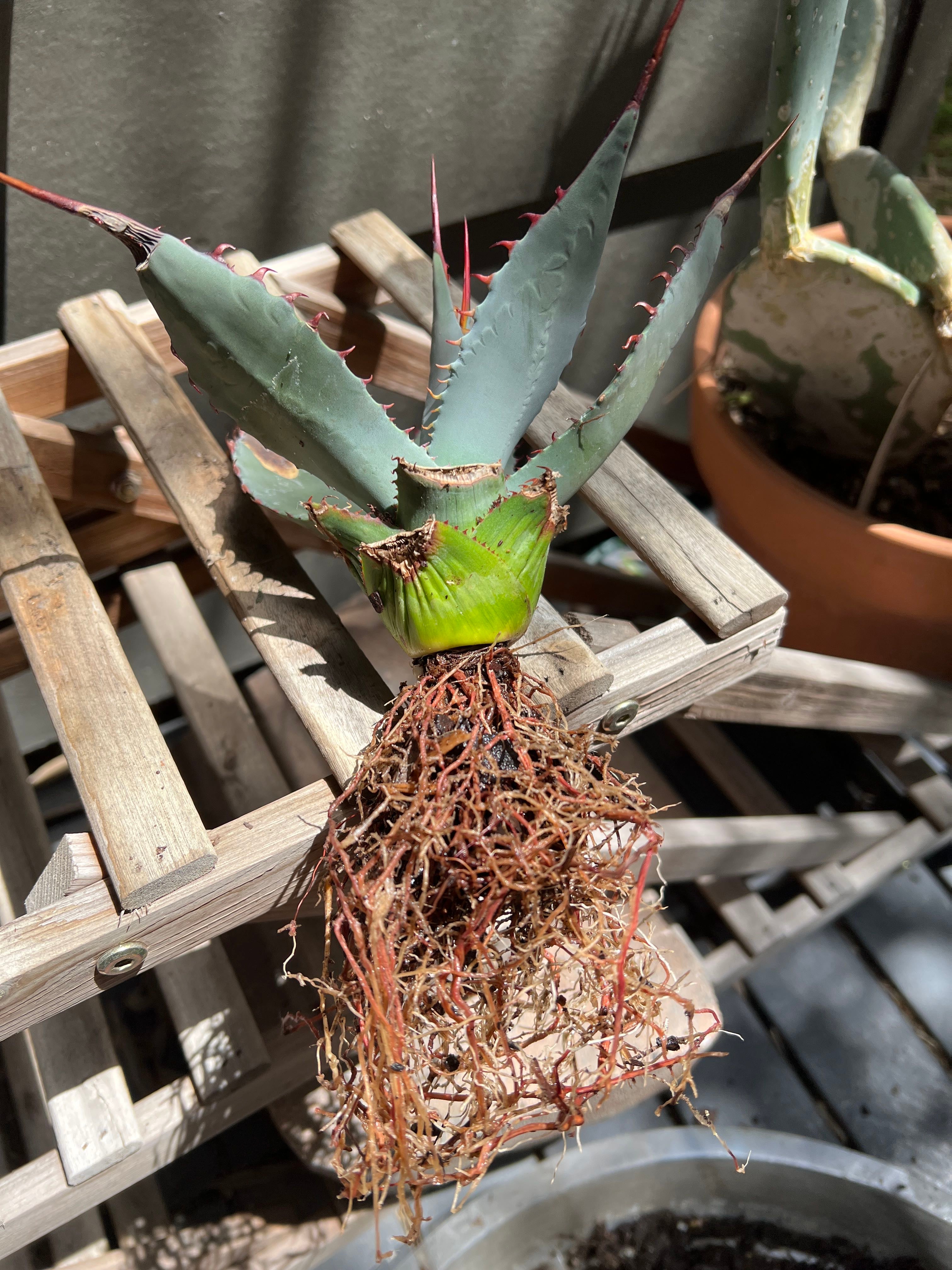 🌵 Key Stages in the Life of a Agave