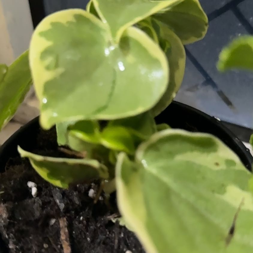 Athena | A plant by @SecureSkimmia40 on Greg