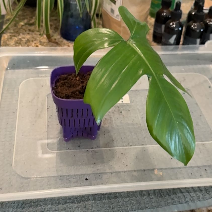 Rudolph Philodendron Care 101: Water, Light & Growing Tips