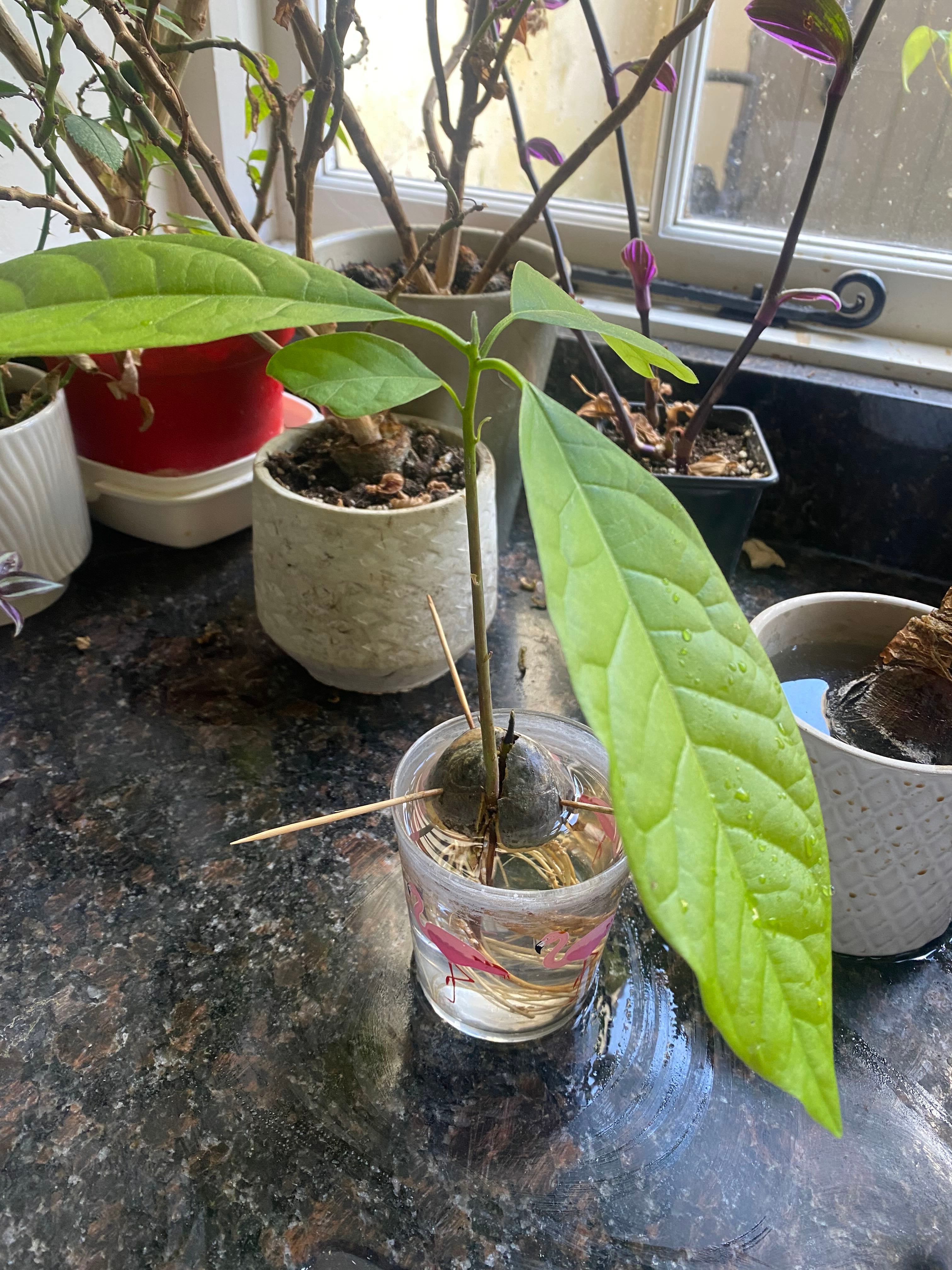🥑 4 Tips for Healthy Avocado Roots