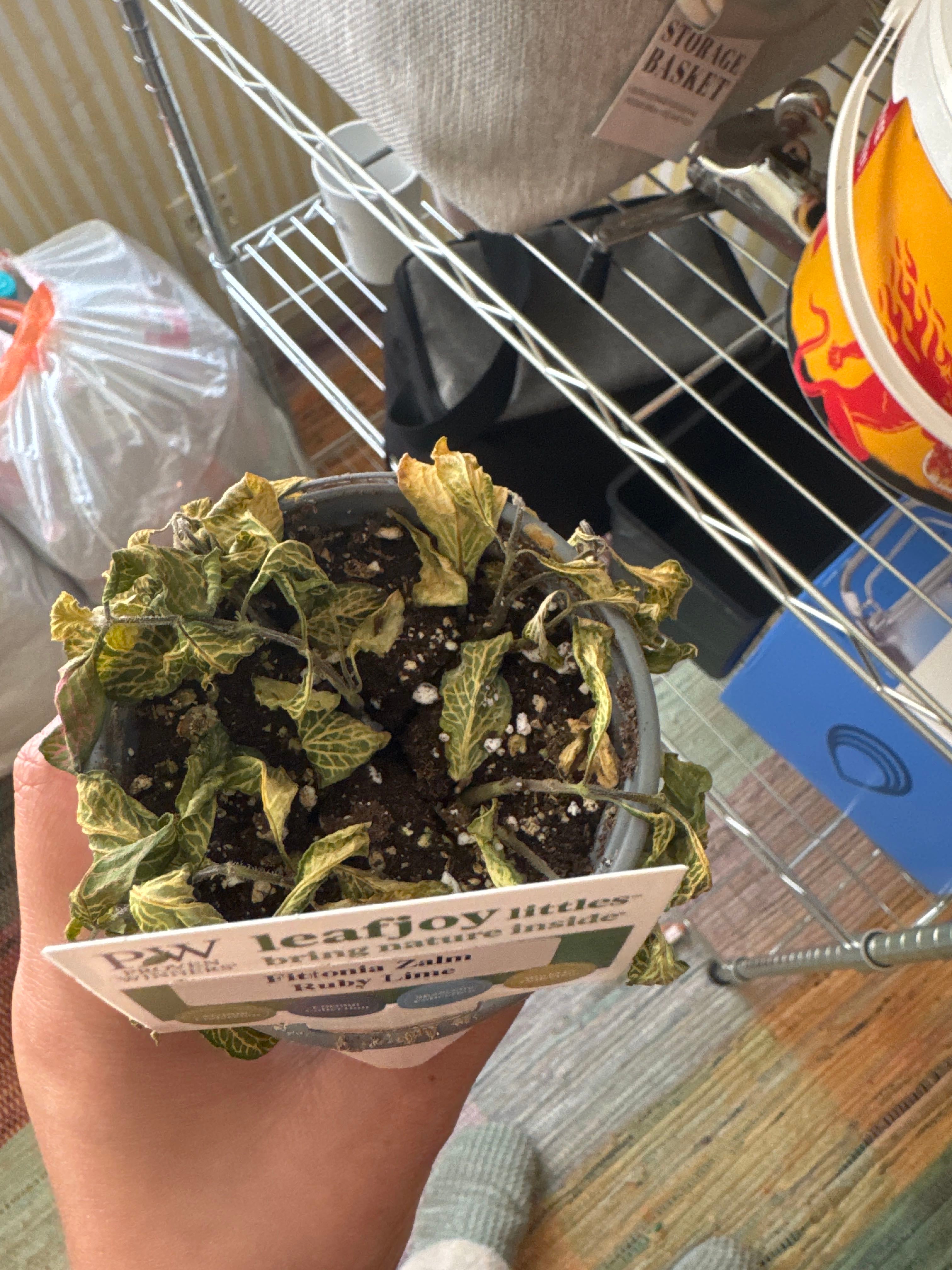 Salvageable? This plant was on my indoor porch and I’m ...