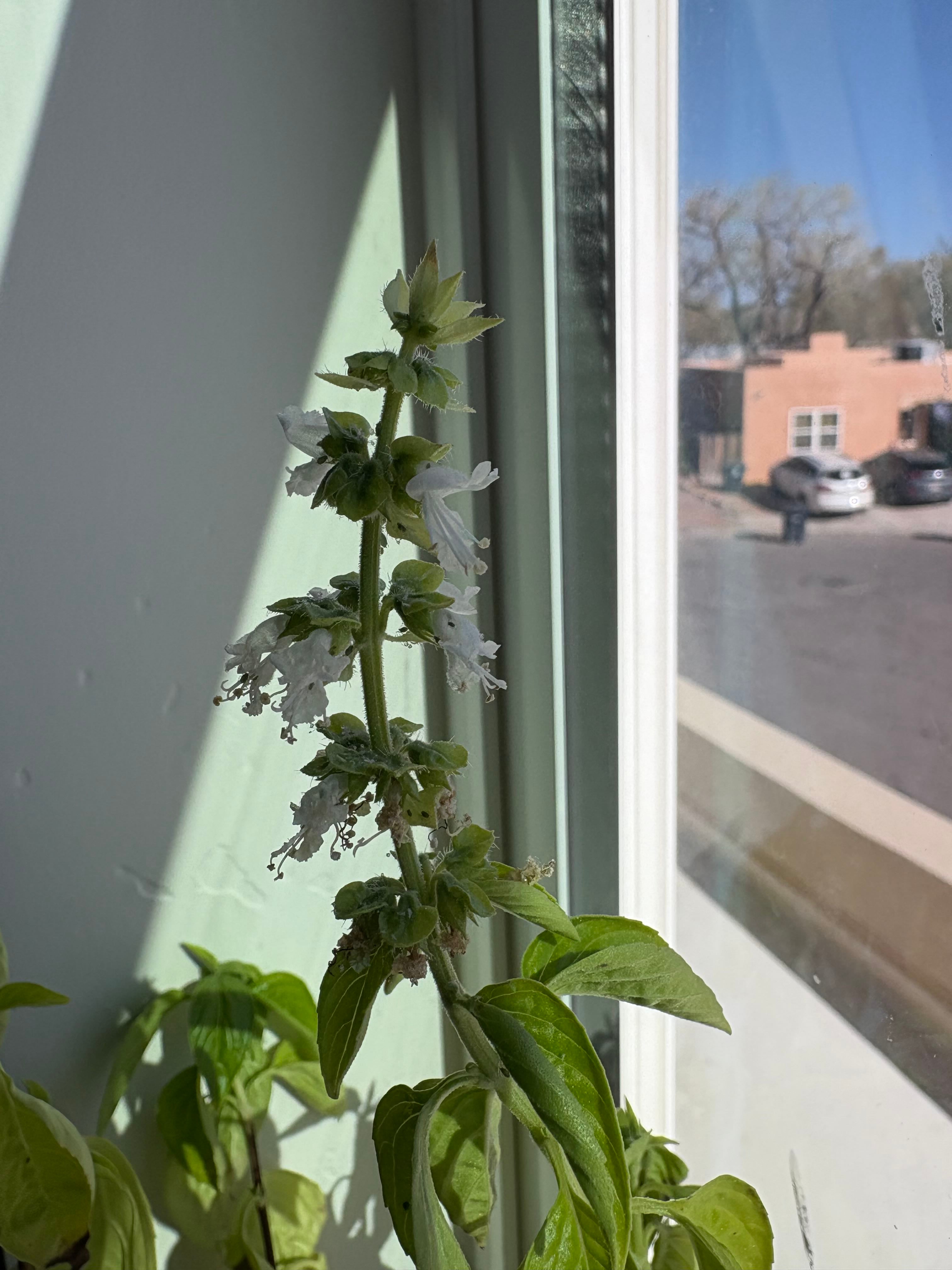 Genovese Basil Growth: Height vs. Width 🌿