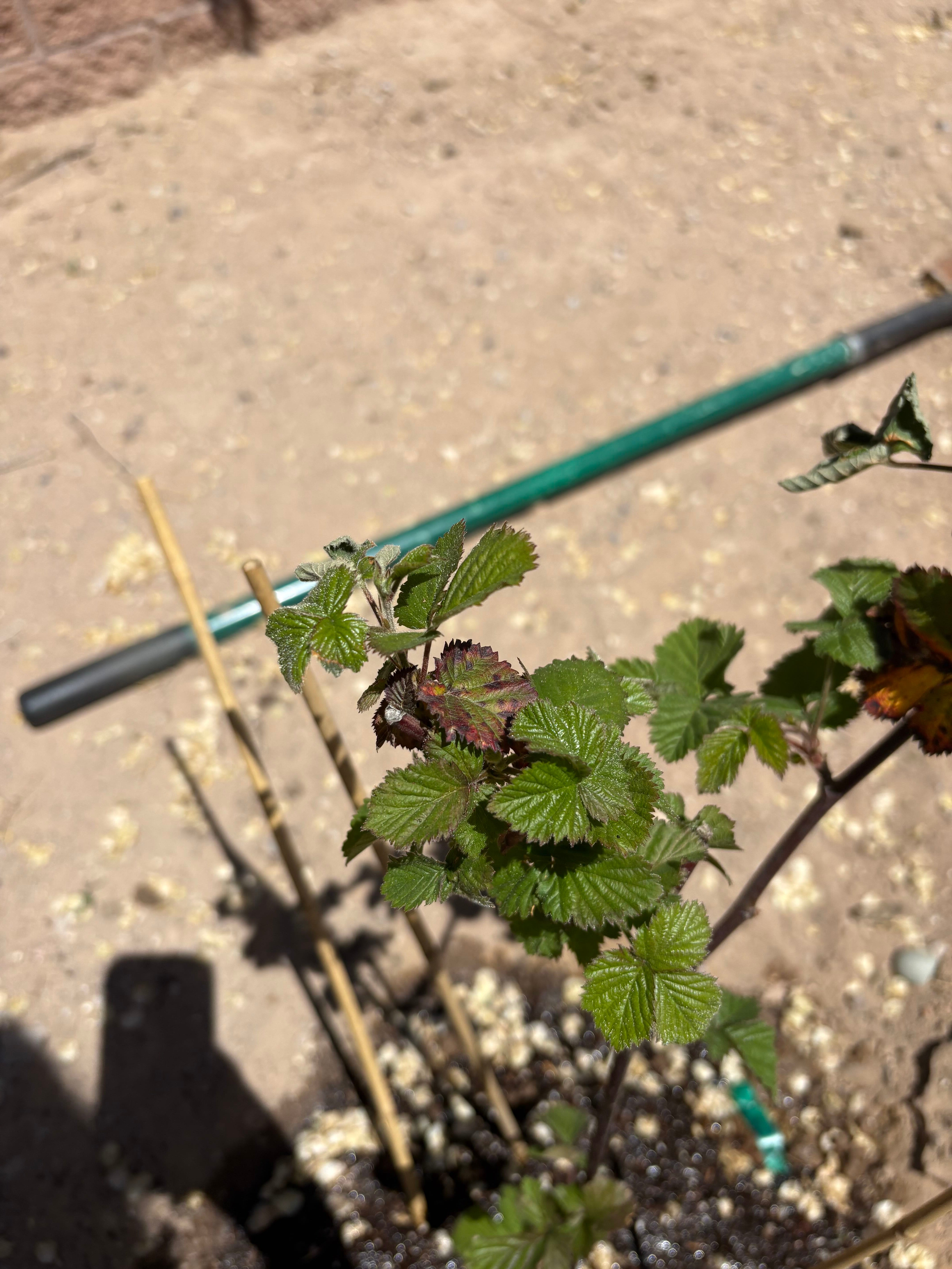 🐛 What To Do About Bugs on My Blackberry?