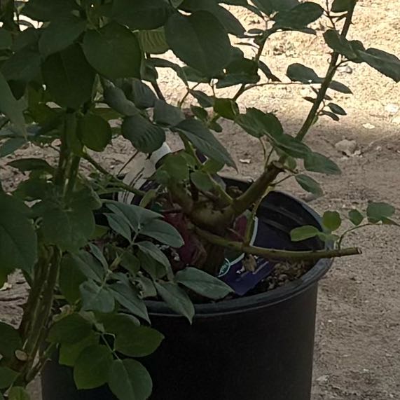 Twilight Zone Rose Plant Care: Water, Light, Nutrients | Greg App 🌱